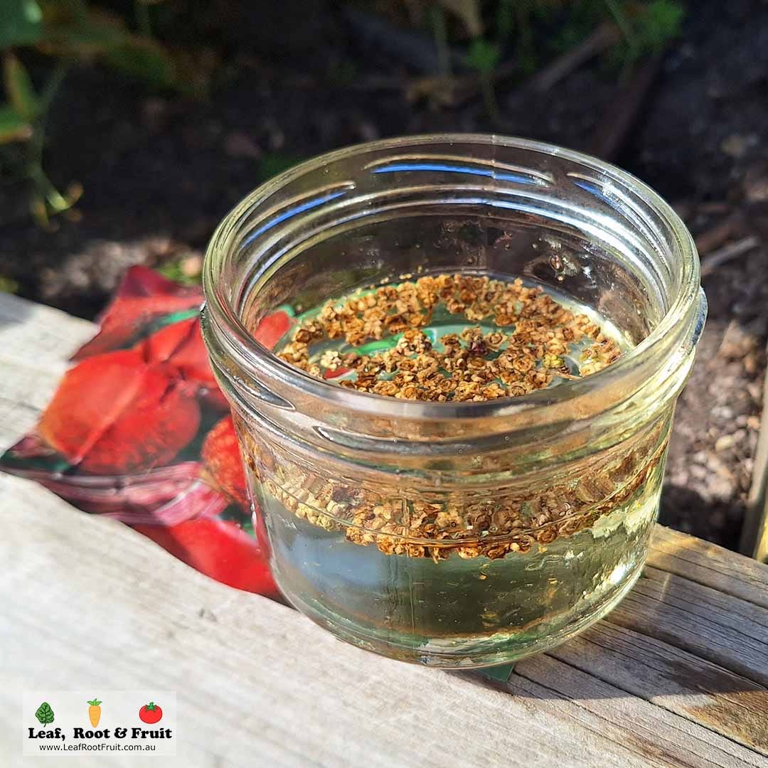 Planting Vegetable Seeds: Sowing Directly