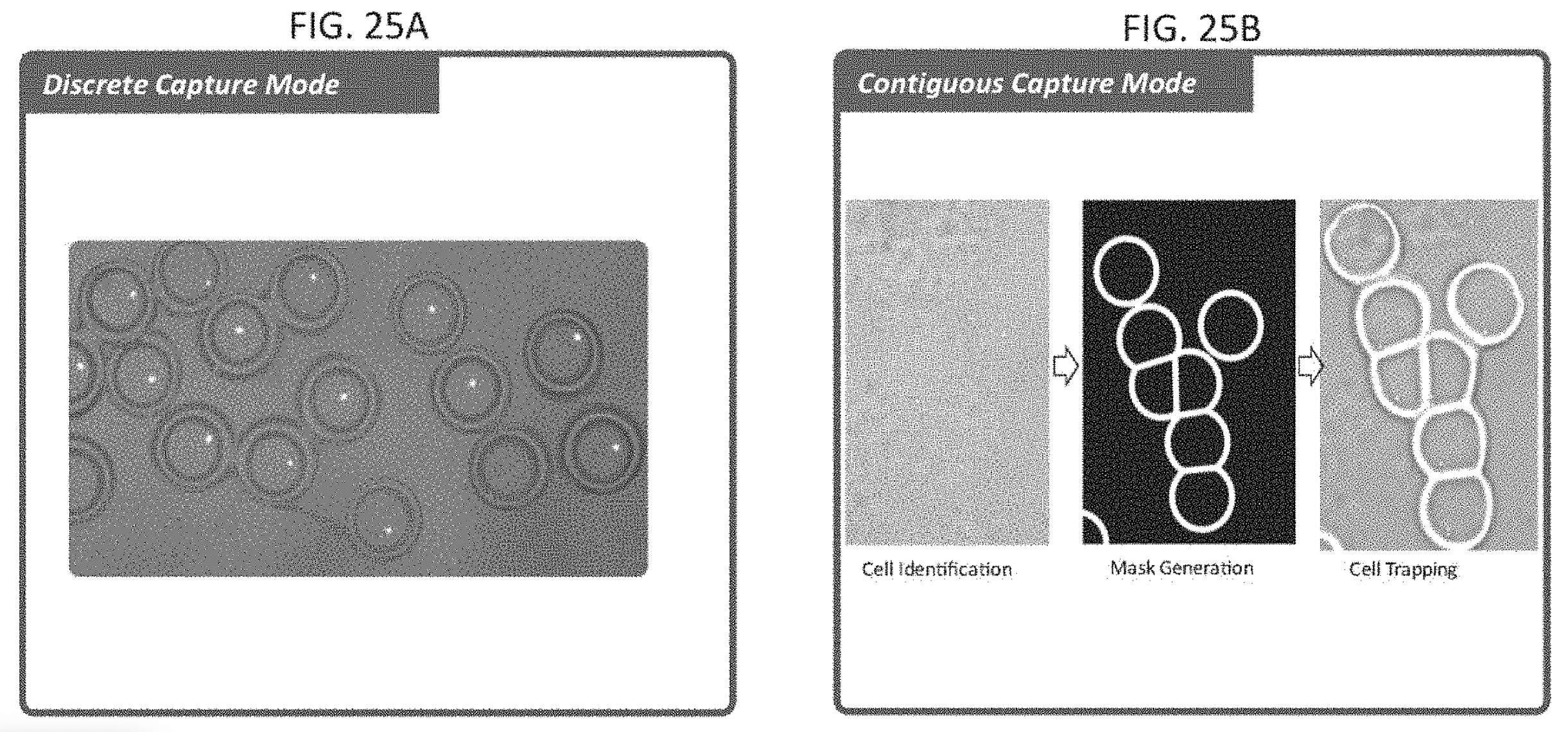 Cellanome! - by Nava Whiteford - ASeq Newsletter