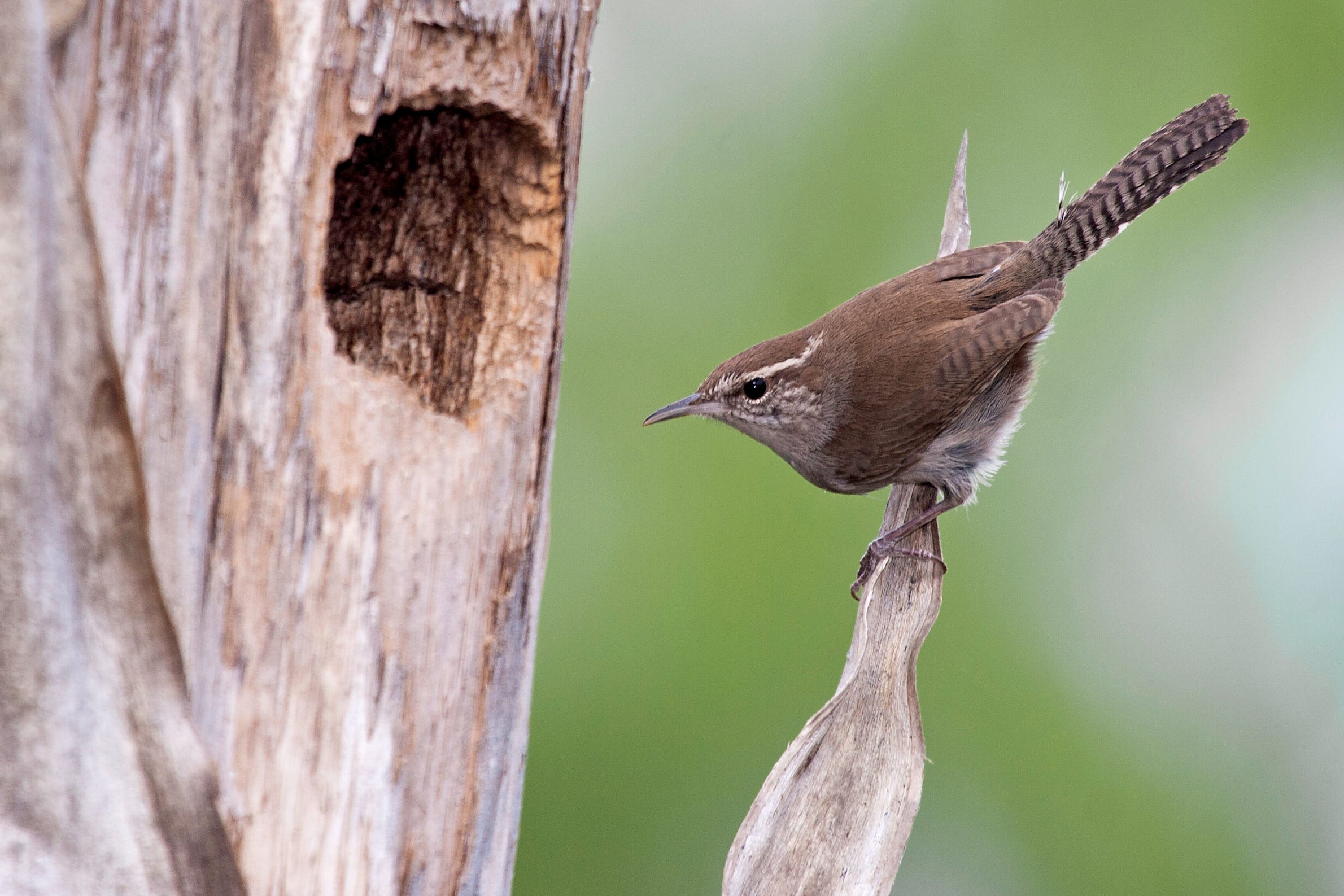 Reading, Writing and Wrens - by Bryan Pfeiffer