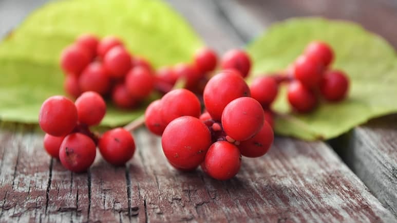 Schisandra - China's Most Potent Medicinal Berry