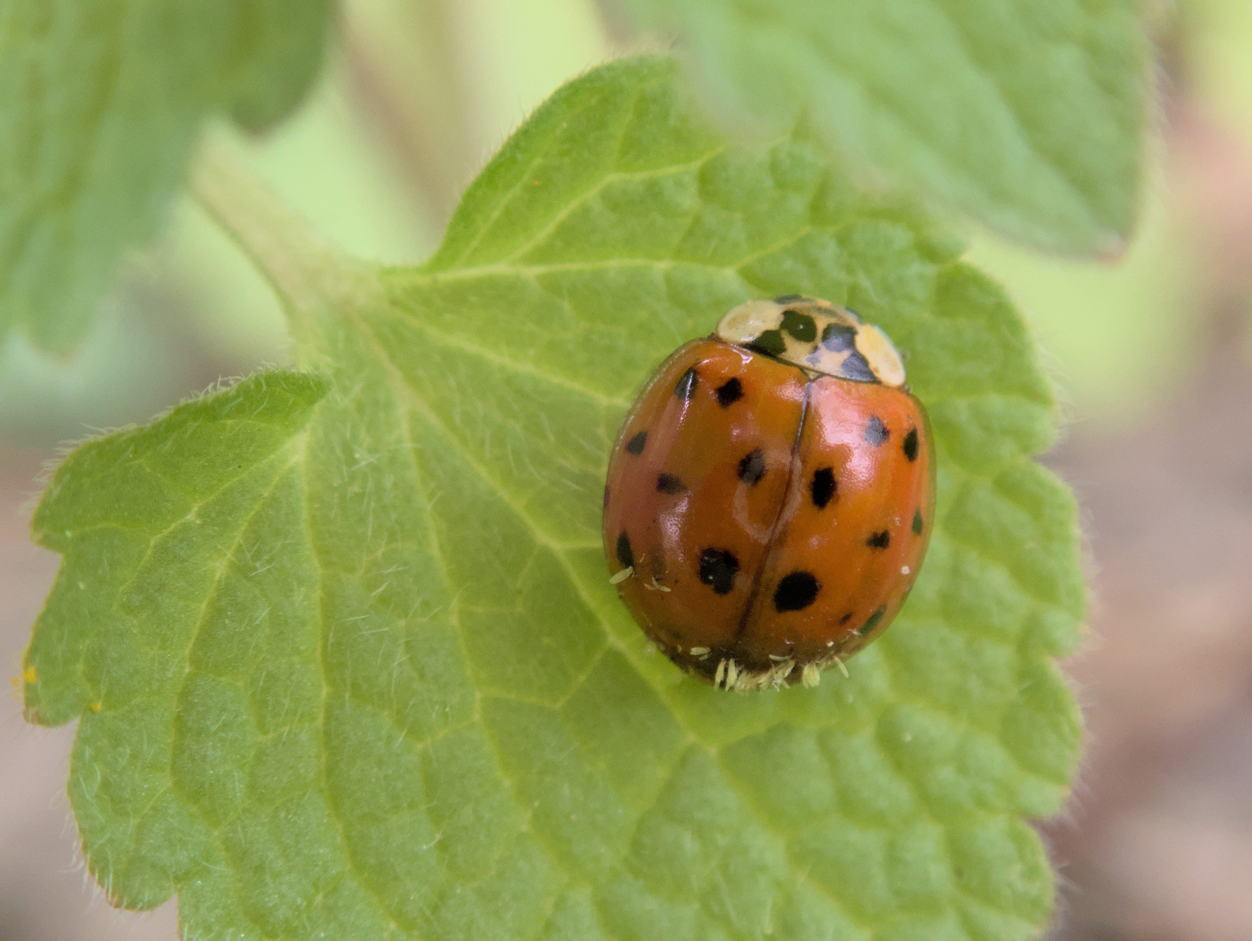 A fungus that grows on lady bugs - by Jody Benedict
