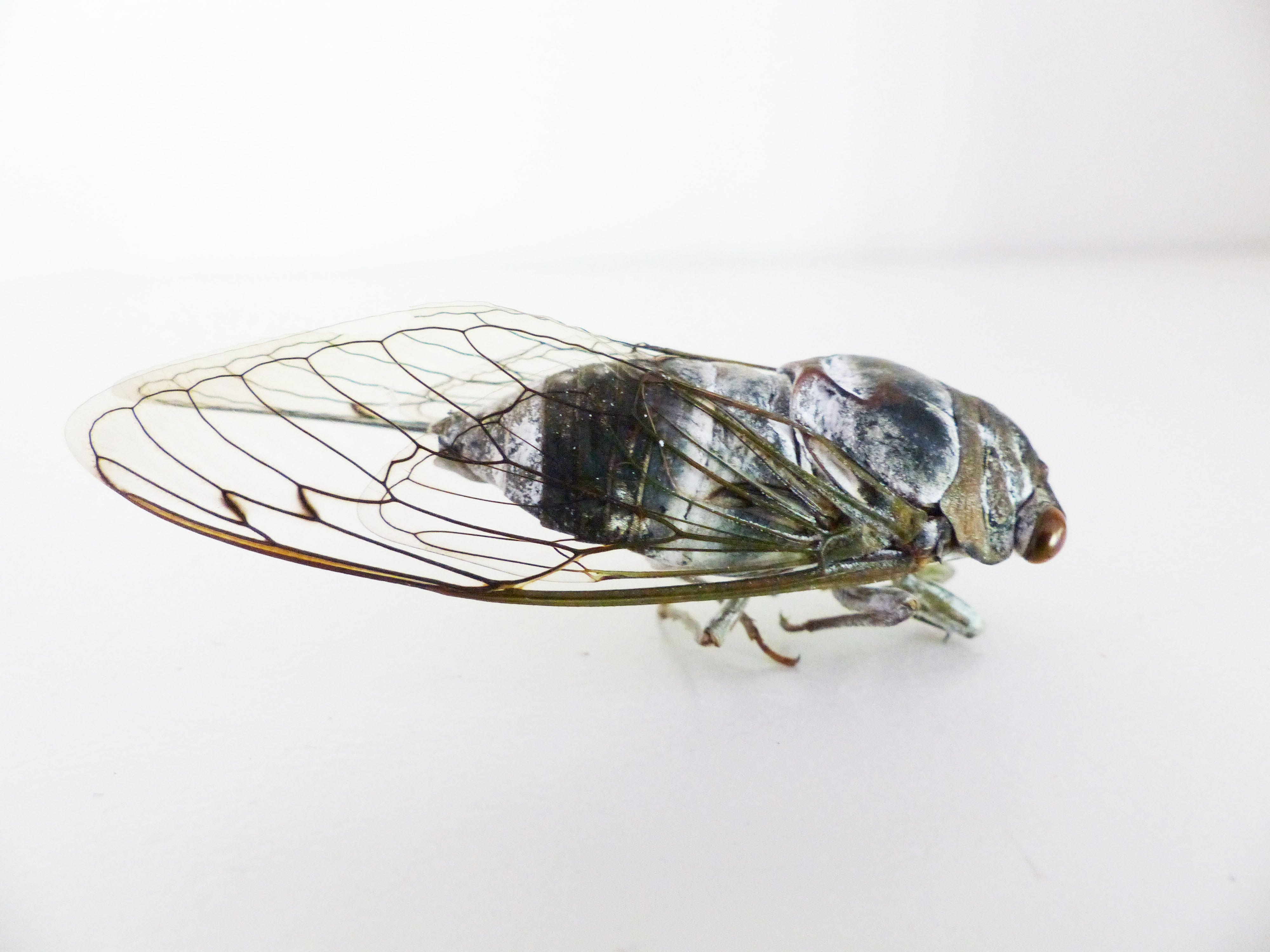 "Brood X" - by Allison - Eclectic Curiosity