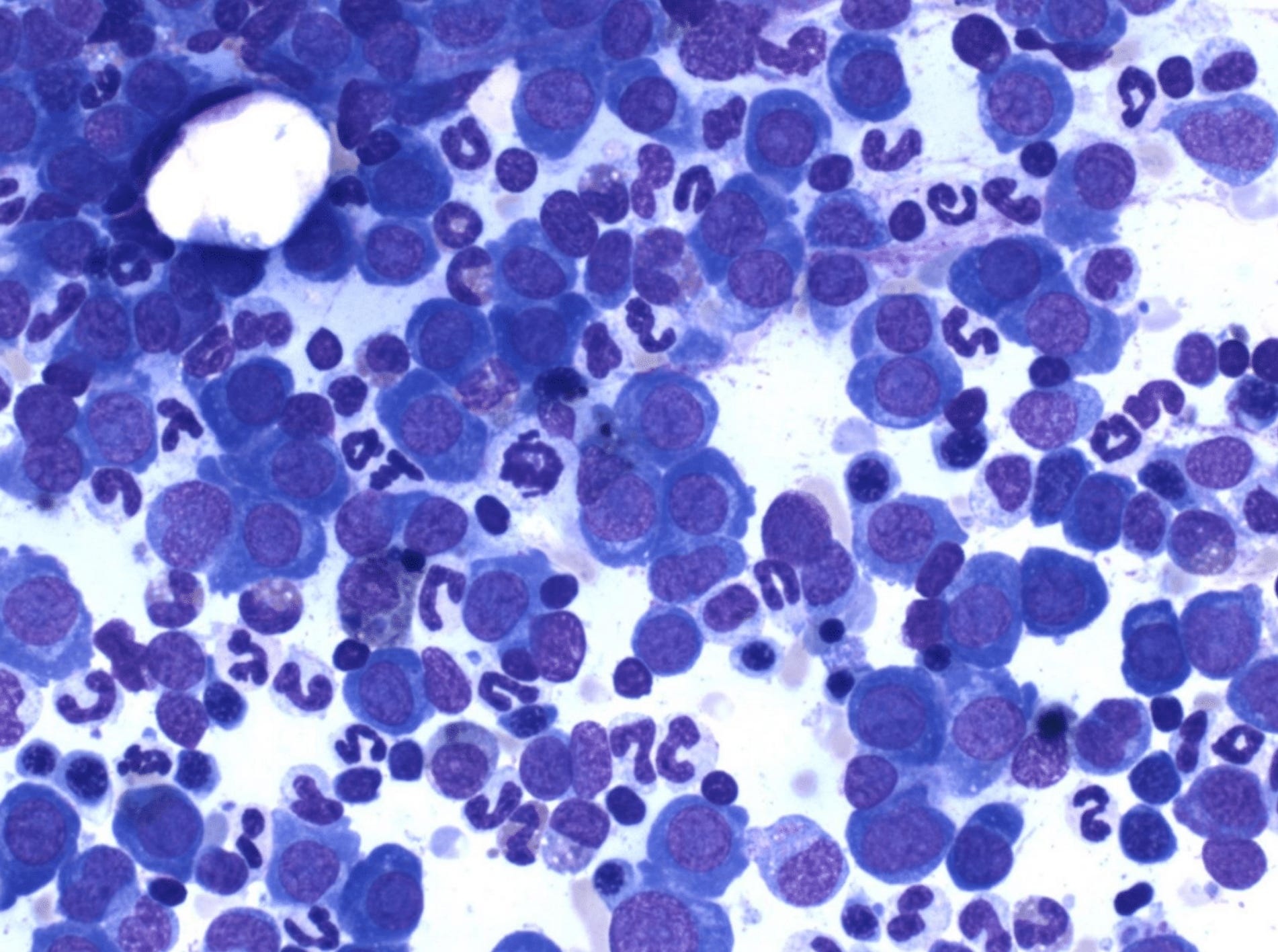 Demystifying Bone Marrow - by Eric Fish, DVM, PhD