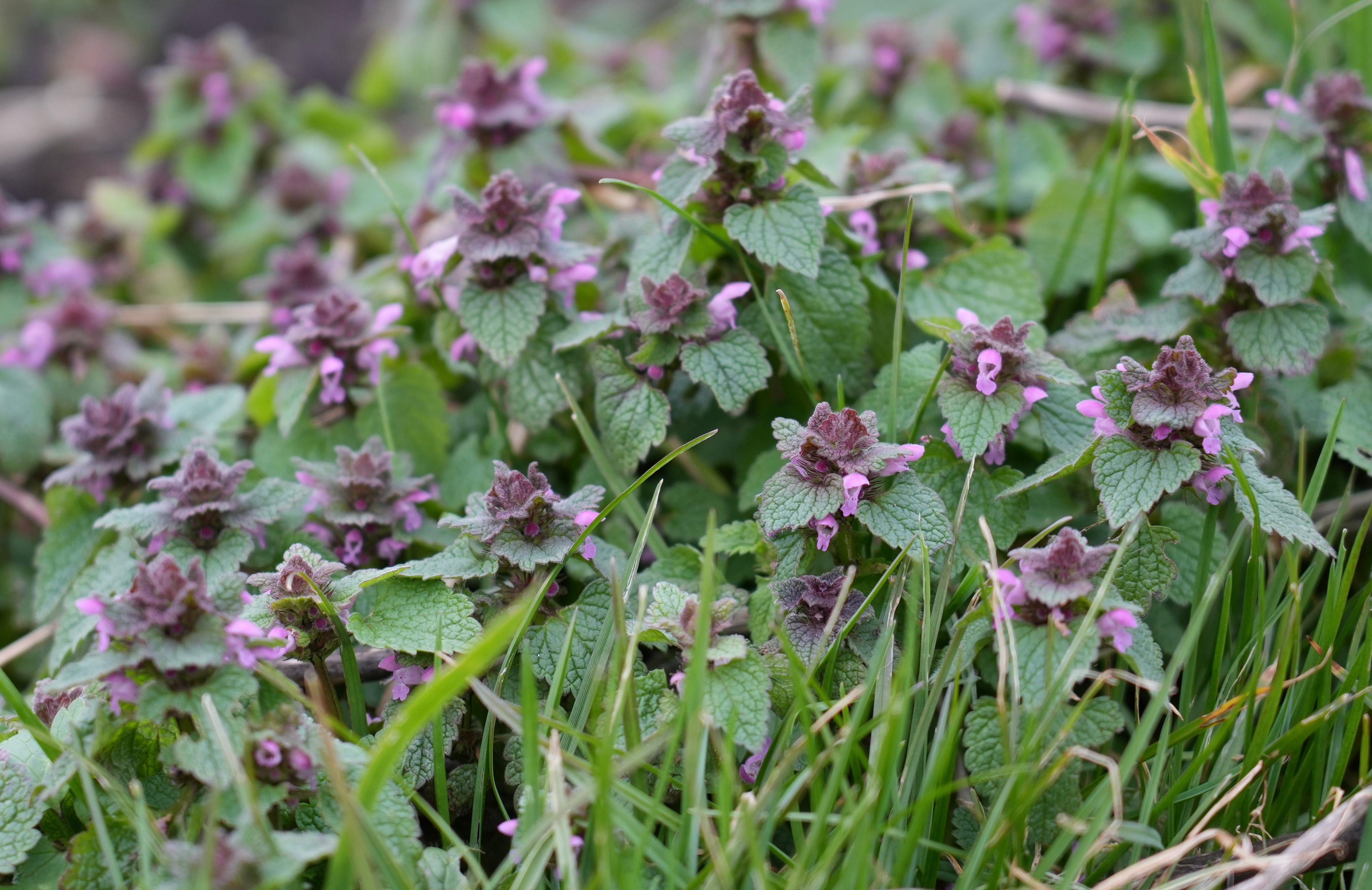 Dead Nettle: Đặc điểm, công dụng và cách sử dụng