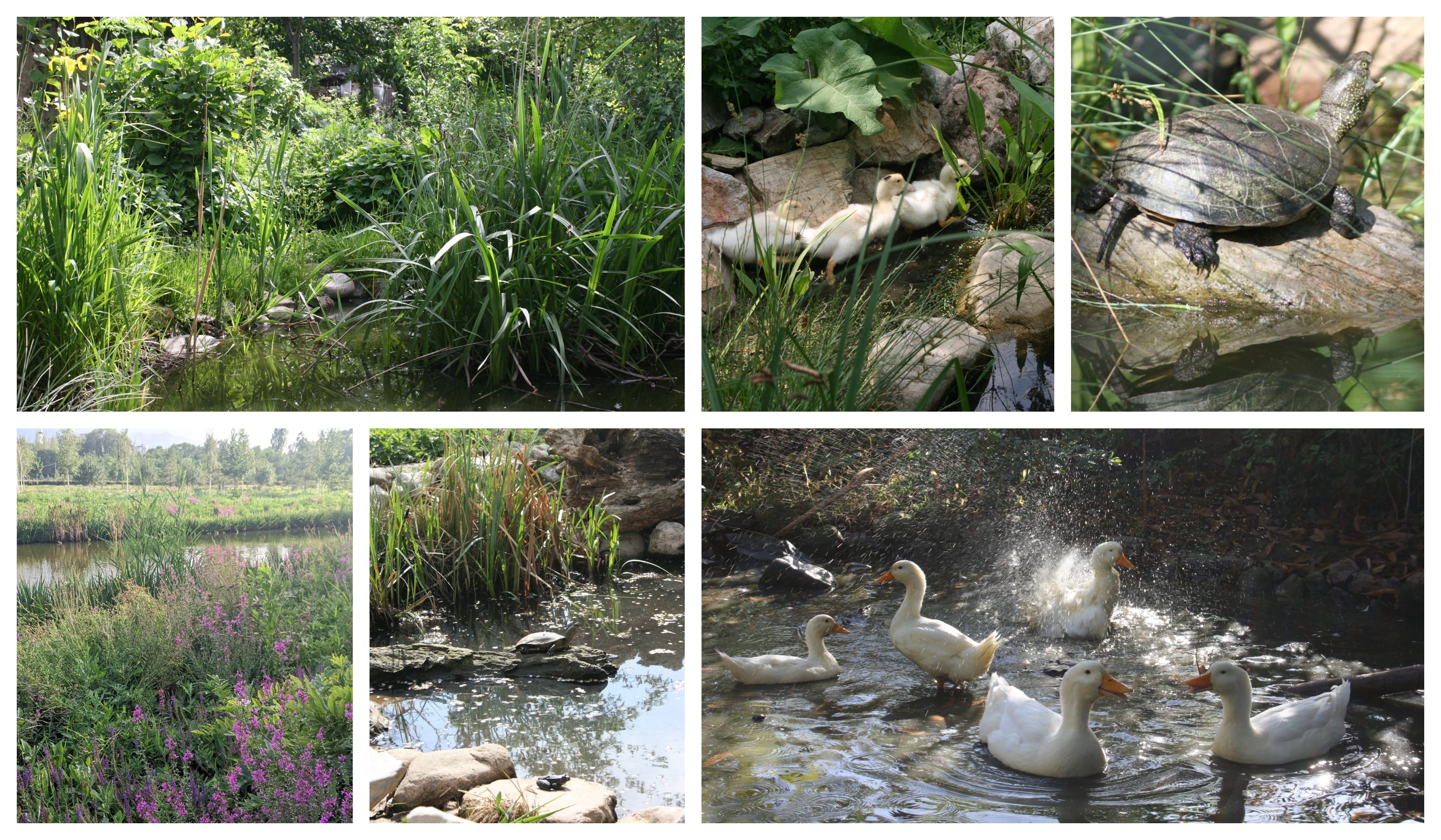 Balkan Ecology Project : Wildlife Pond Design, Planting and Management