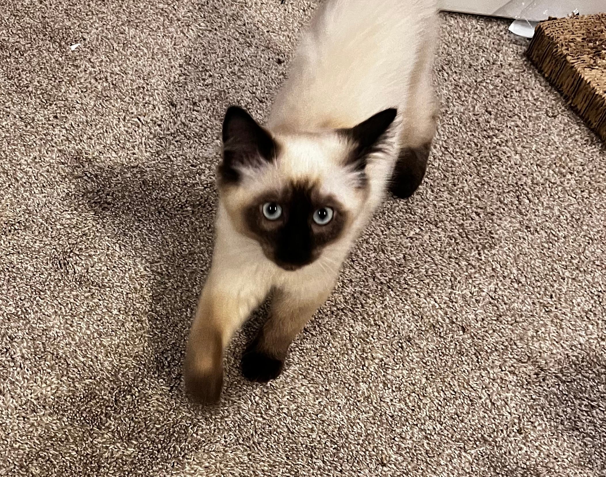 Kitten update - LadyLaz’s Substack