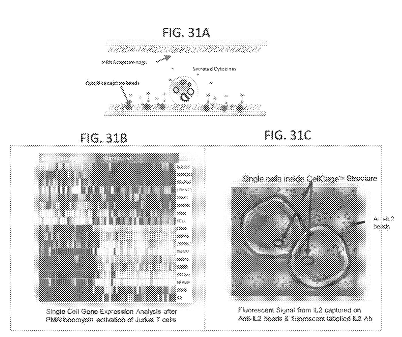 Cellanome! - by Nava Whiteford - ASeq Newsletter