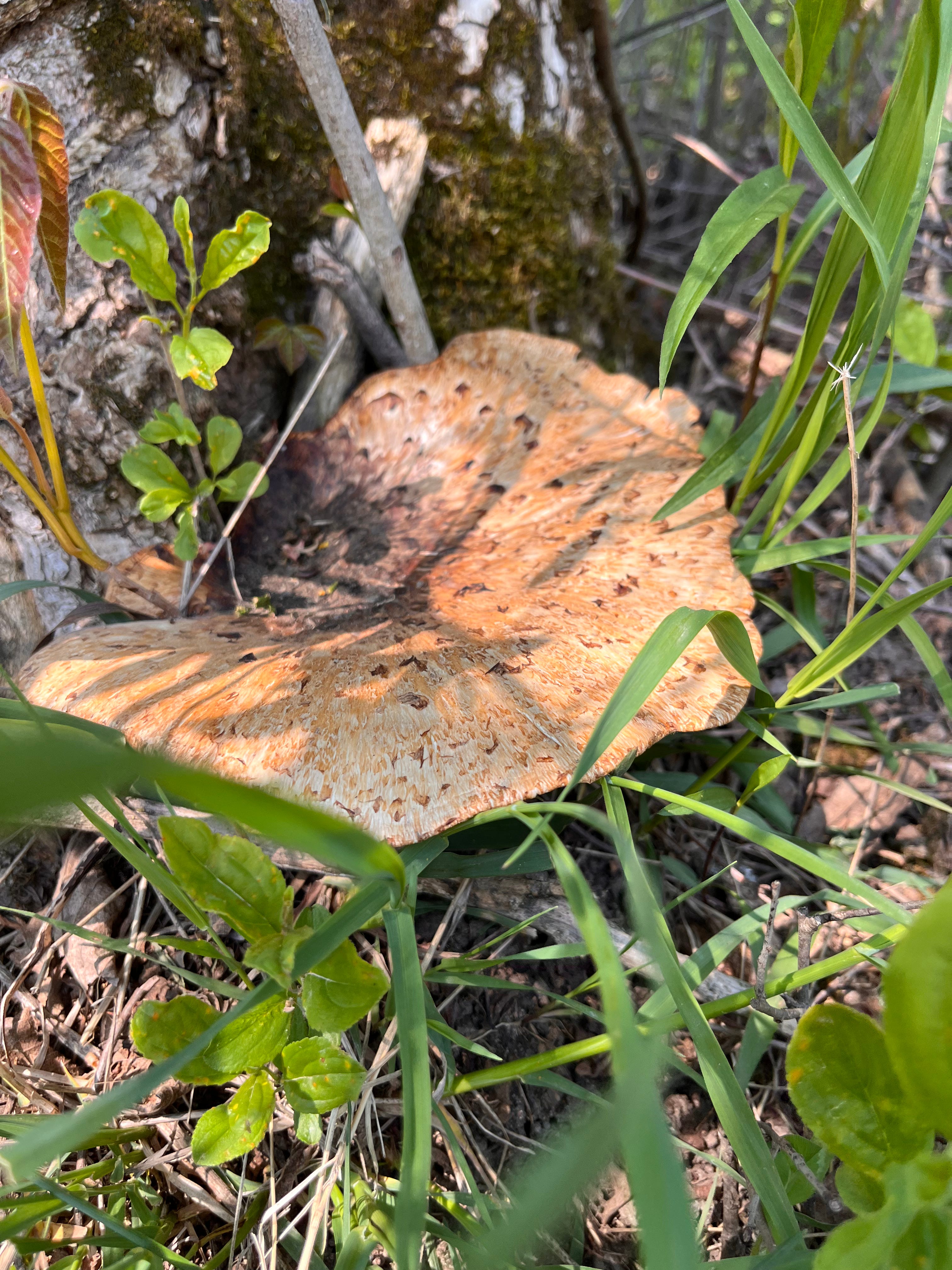 Witnessed by birds - by Carmine Hazelwood - A dryad's tale