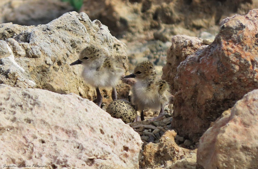 Summer Shorebird Species Spotlight - Part 1