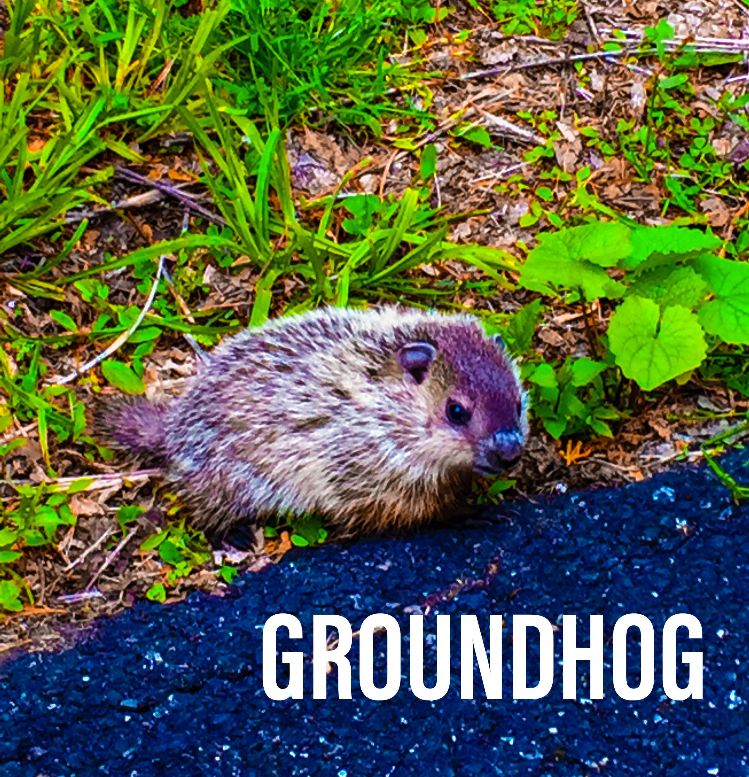 The Secret History of Groundhog Day - by Maria Rodale