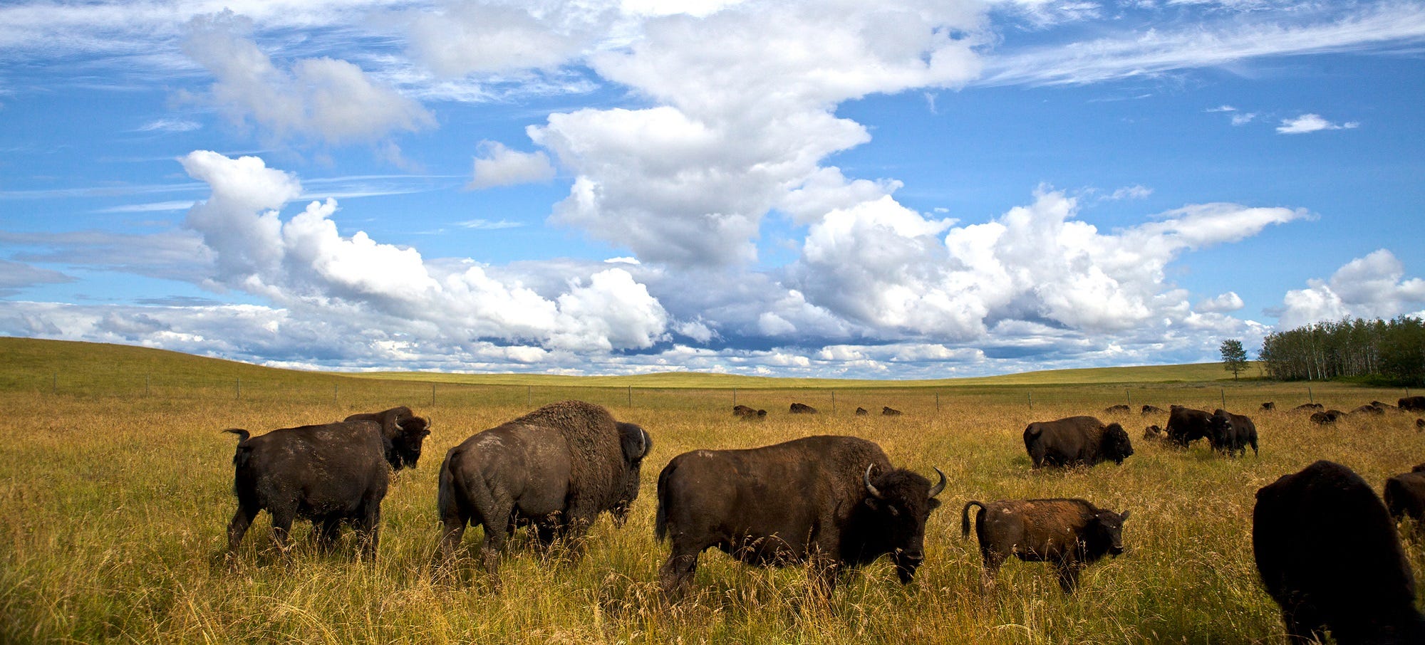 Should Alberta Become the 51st State? - by Rod D. Martin