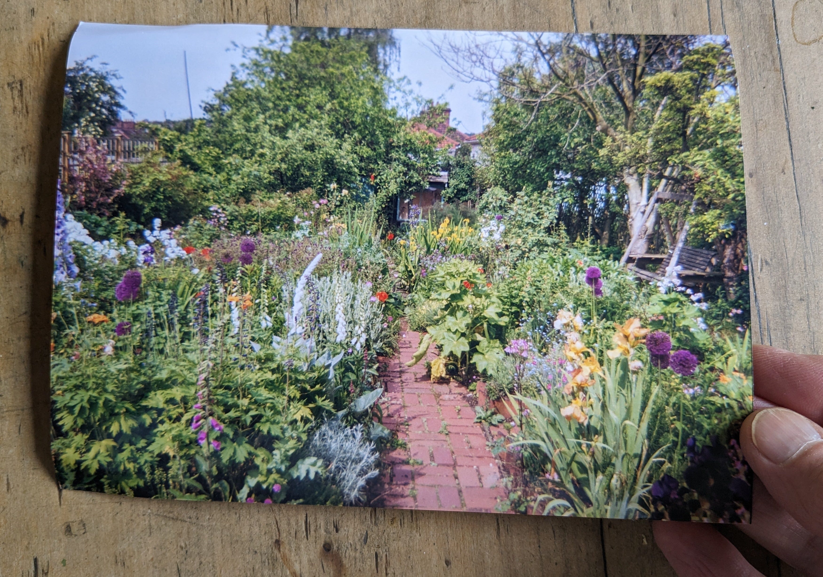 Flowering passions - by deborah vass - still sketching