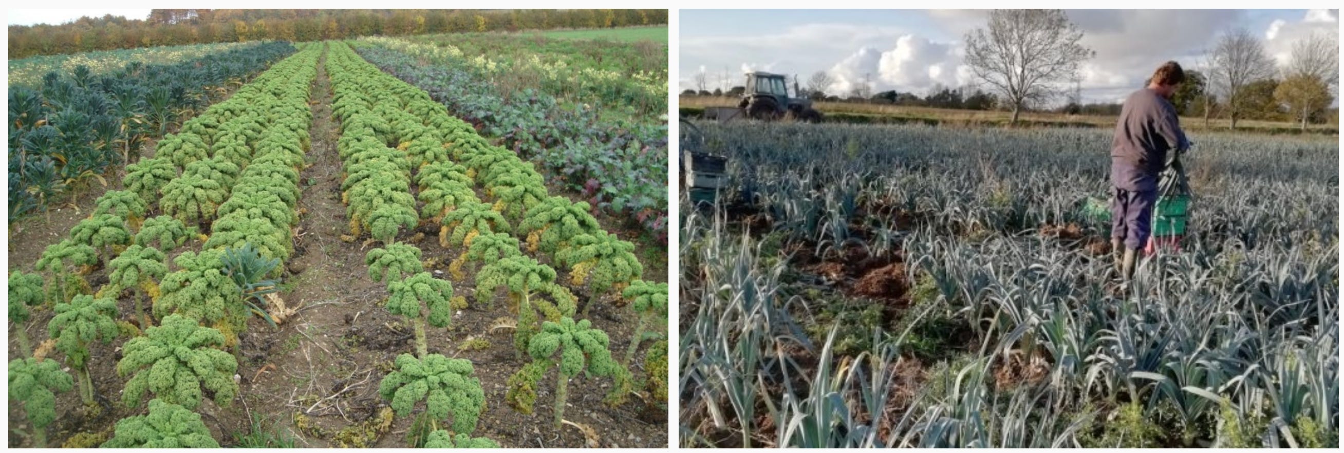 Supporting sustainable food systems through vegetable box schemes.