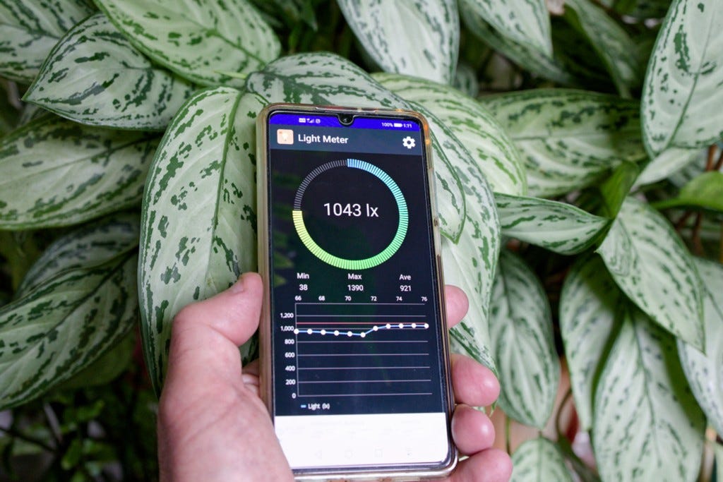 MOTH ORCHIDS (PHALAENOPSIS) – THEIR INDOOR CARE IN DETAIL – Part 1