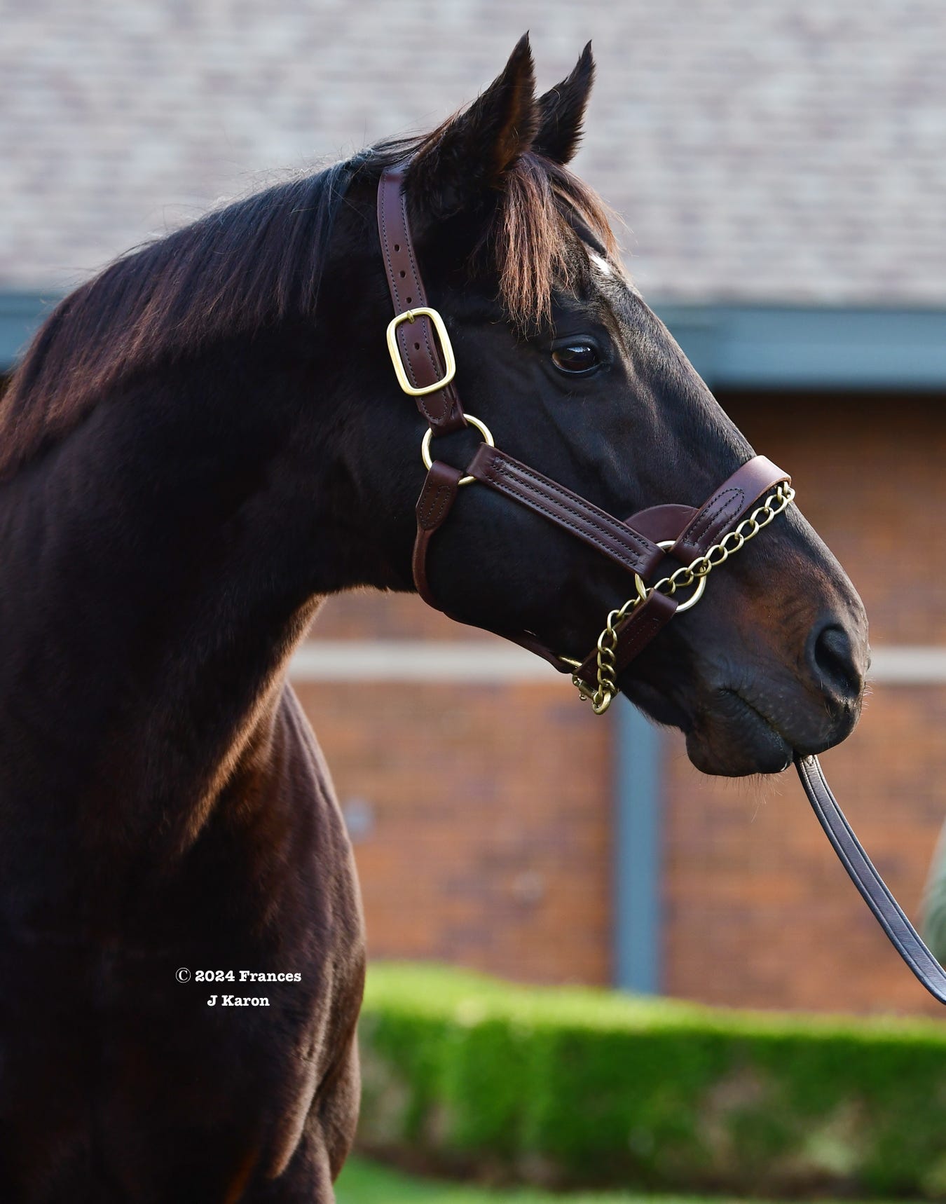 Nyquist’s Encino picks up Derby points