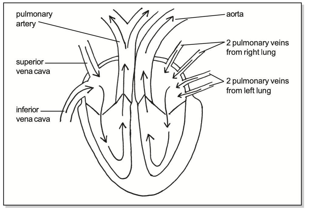 Heart and circulatory system - by John Campbell