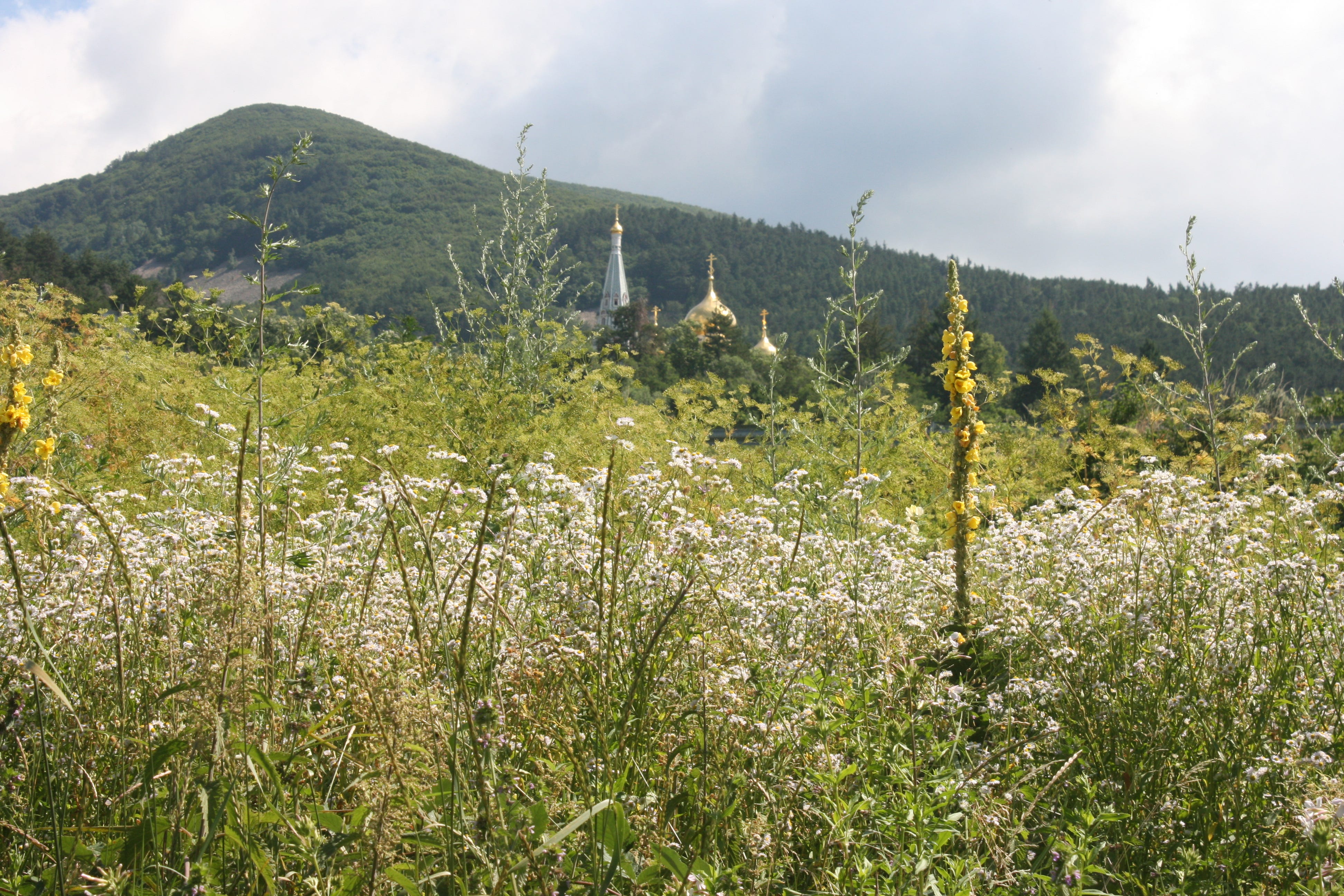 Balkan Ecology Project : Unveiling Nature's Messengers: Indicator Plants