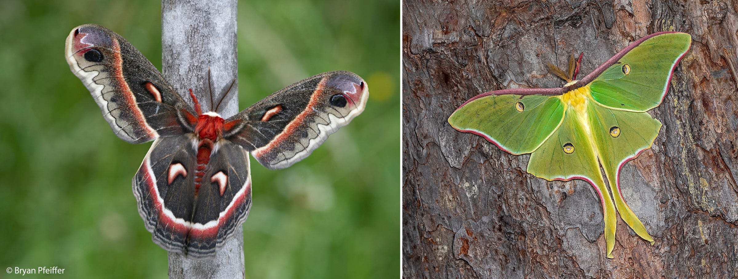 The Moth and the Flame - by Bryan Pfeiffer - Chasing Nature