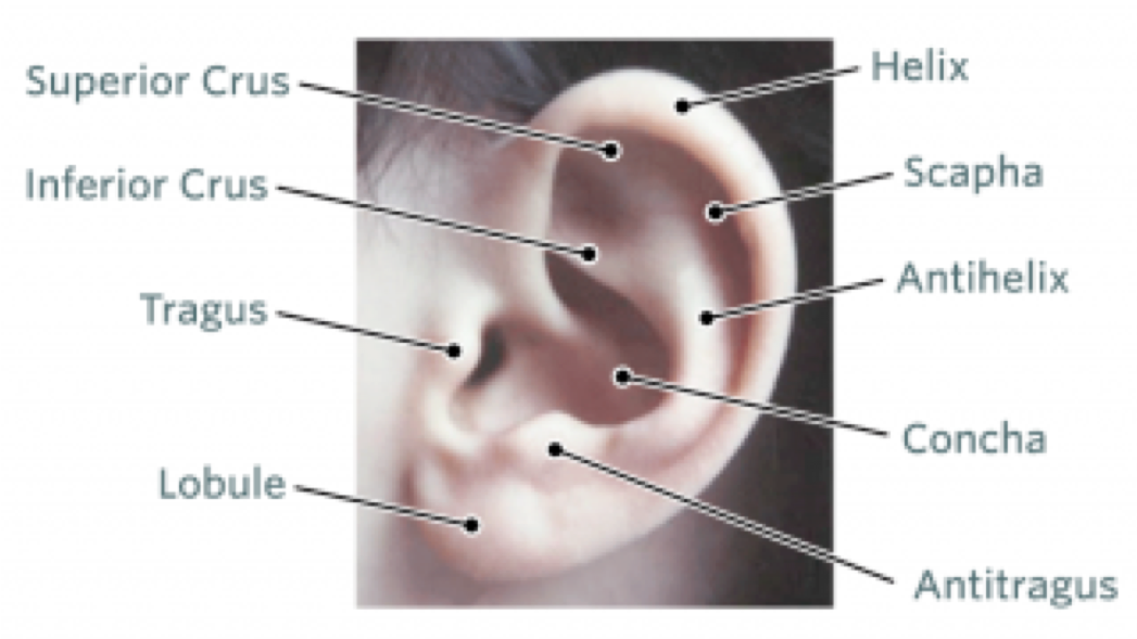 Pediatric Pearls: Infant's Ear - Pits, Tags, and the Pinna