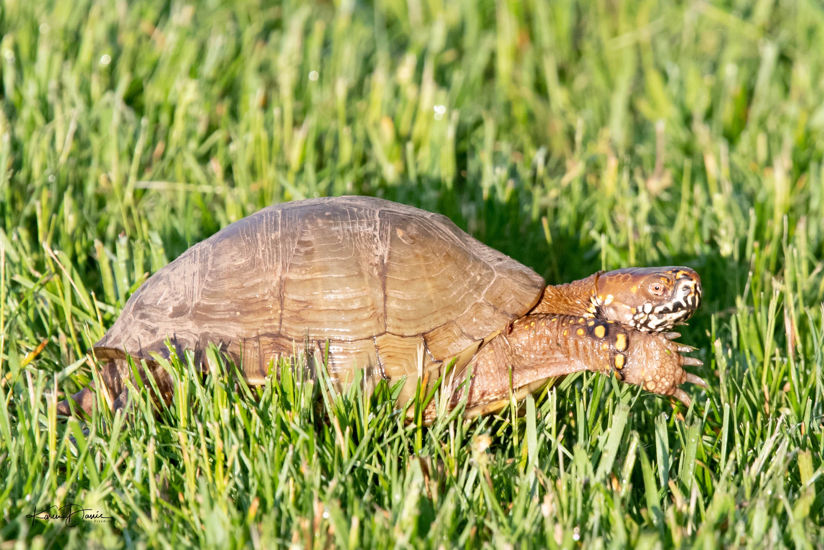 Lead With Your Heart - by Karen Davis