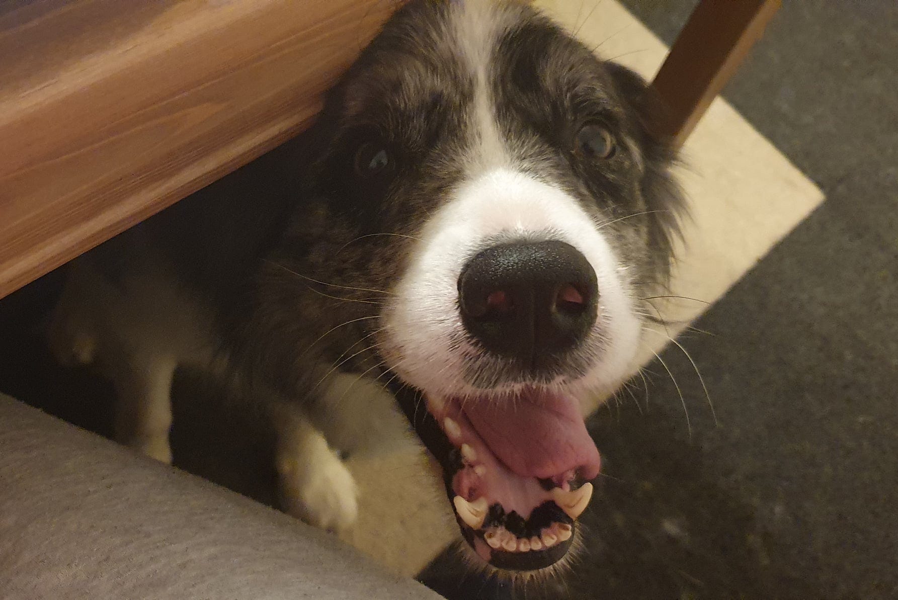 Freya V. Locke - Dog Behaviourist | Author | Blogger. Issue 40, 2024