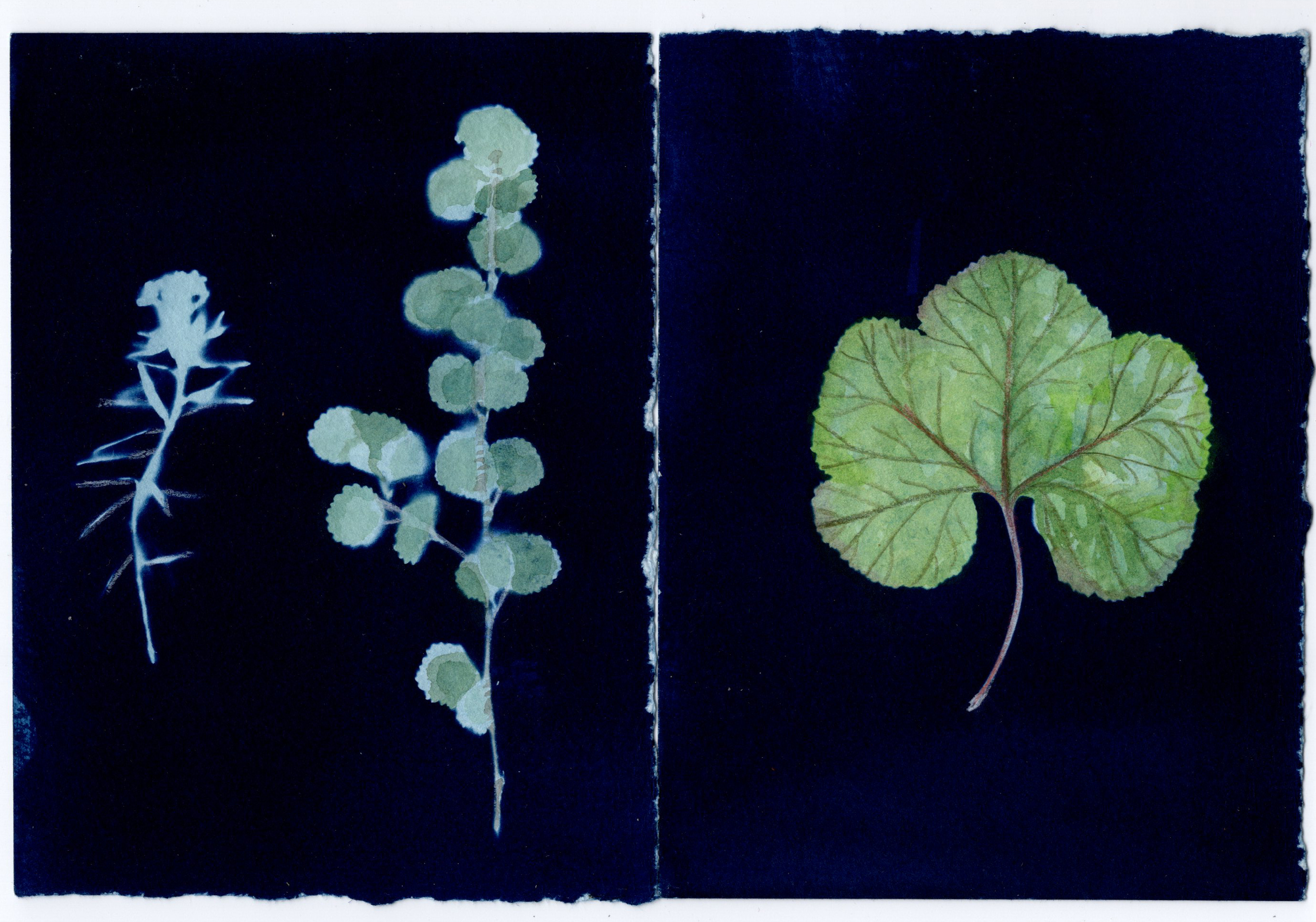 Cyanotype for nature journaling - by Kristin Link