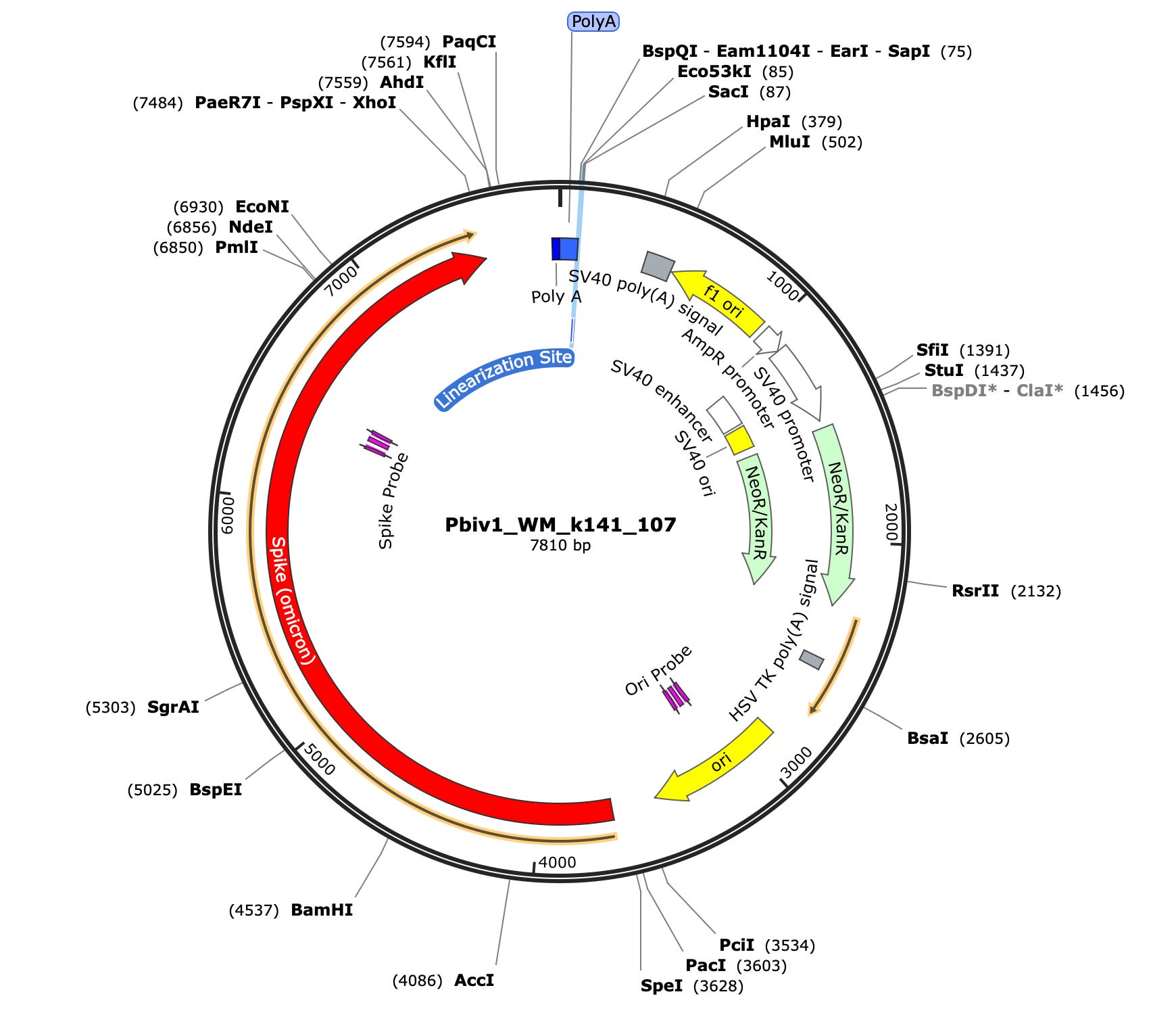 The Med Gen qPCR assay for assessing Pfizer and Moderna DNA contamination