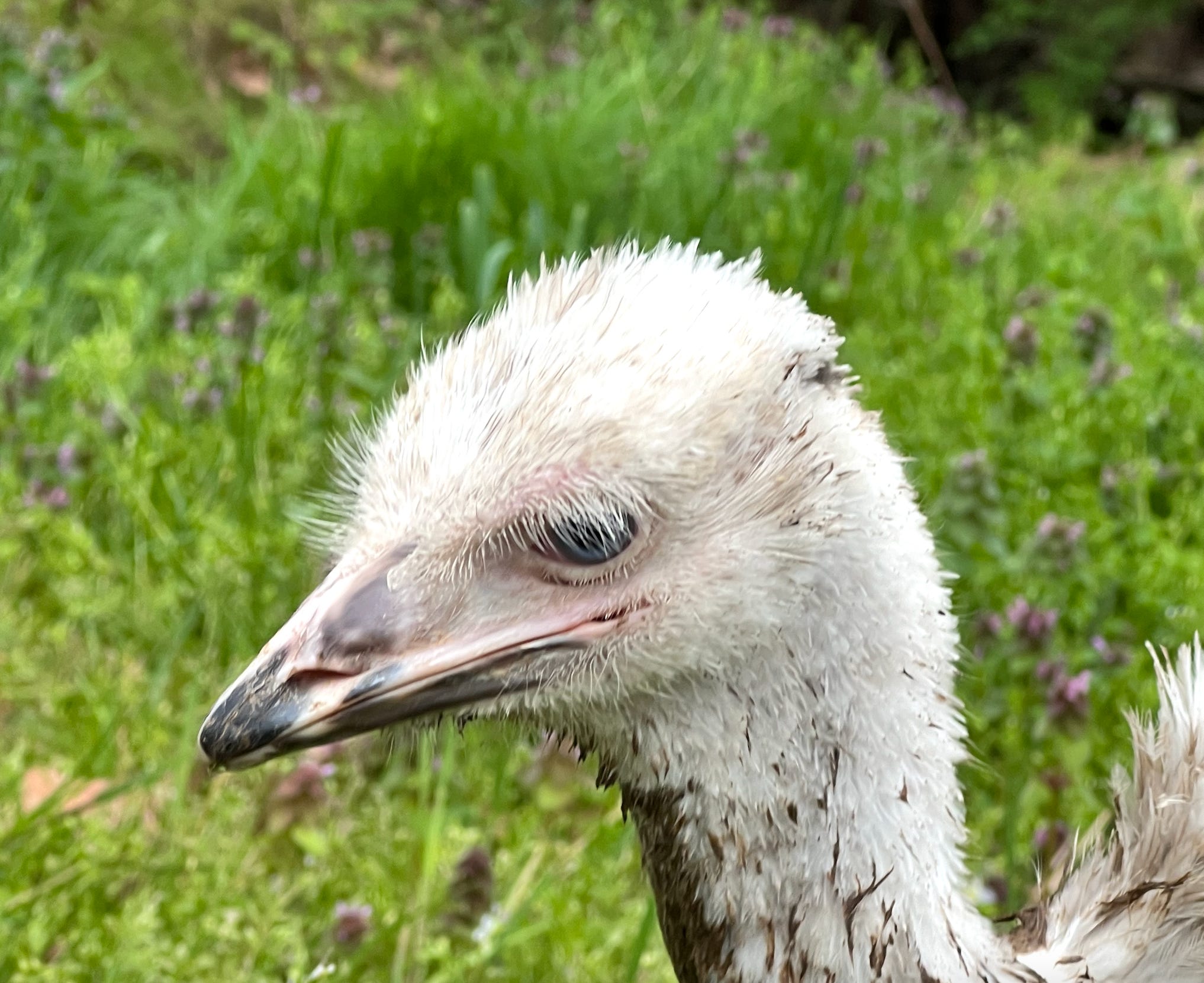 Emu's Embarrassing Moment - by Robert W Malone MD, MS