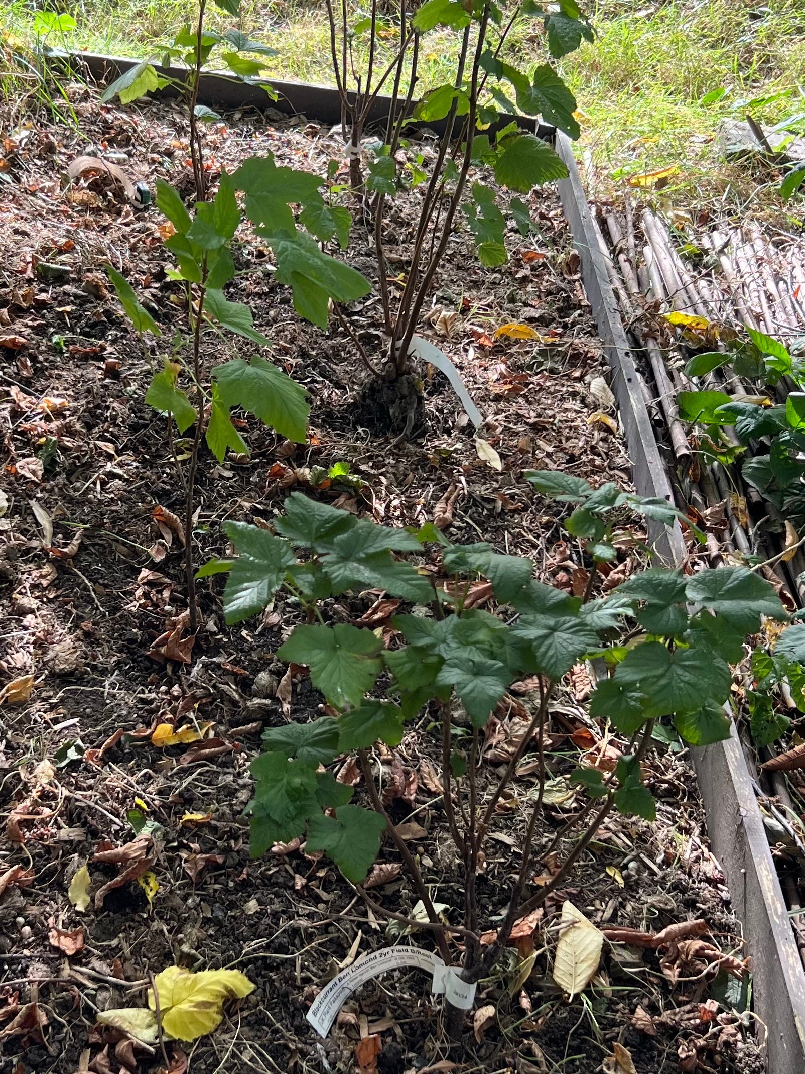 Substack #3: The purple and the rain - by Ang Mitten