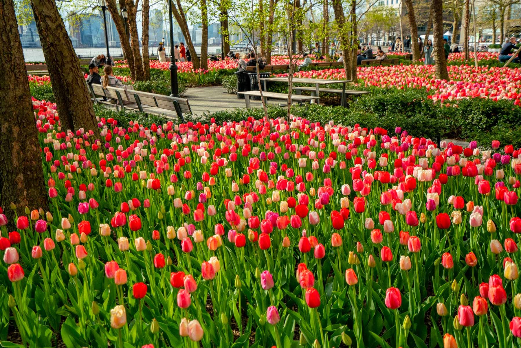 Spring in New York City: 8 Stunning Cherry Blossom Locations You Can't ...