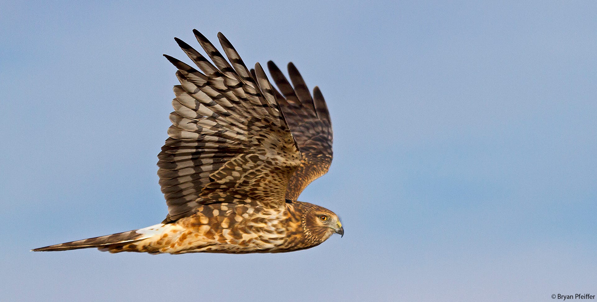 Hawks and Humans on a Burning Planet - by Bryan Pfeiffer