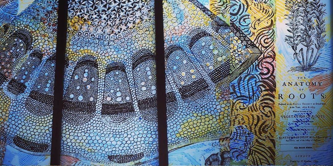 A 'broken' tulip and an unbroken world - by Lucy Allen-Goss