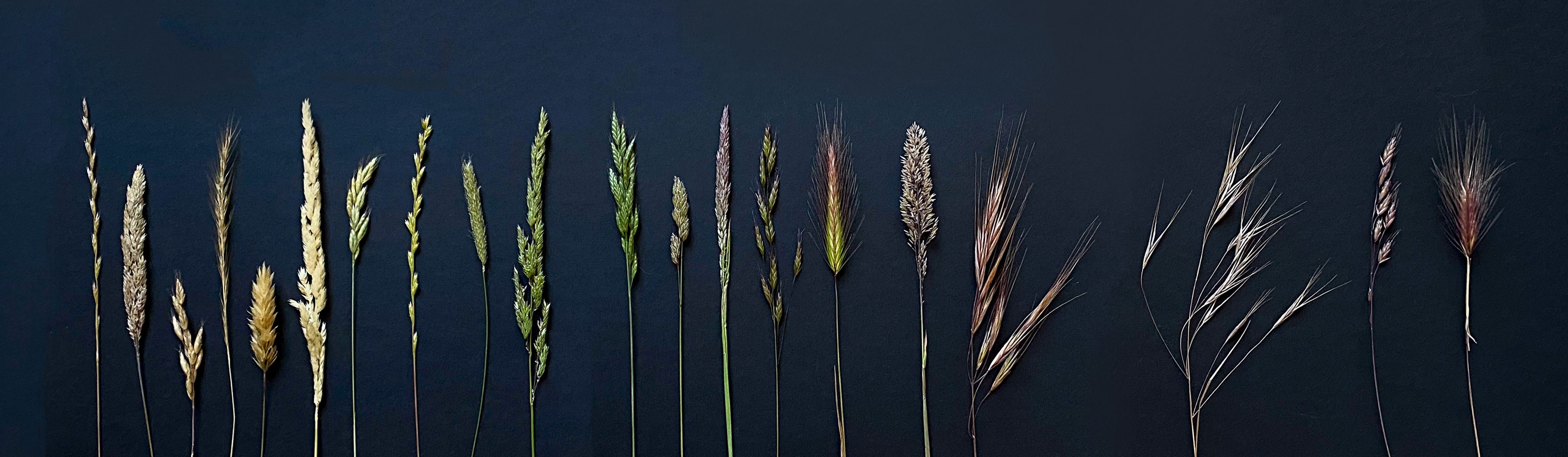 No. 6 - Grasses - by Emma Fanning - The Strandline