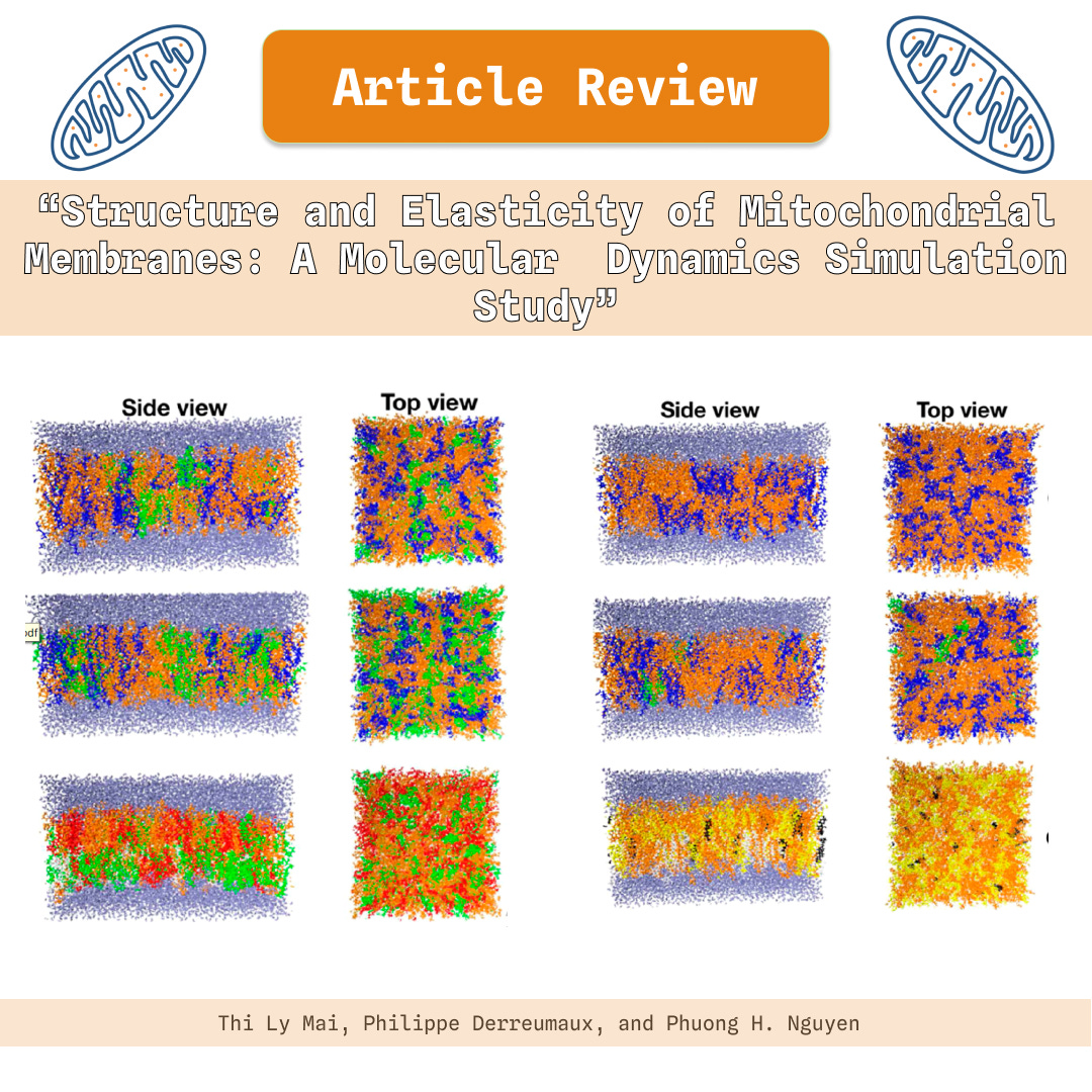 Structure and Elasticity of Mitochondrial Membranes: A Molecular Dynamics Simulation Study ...