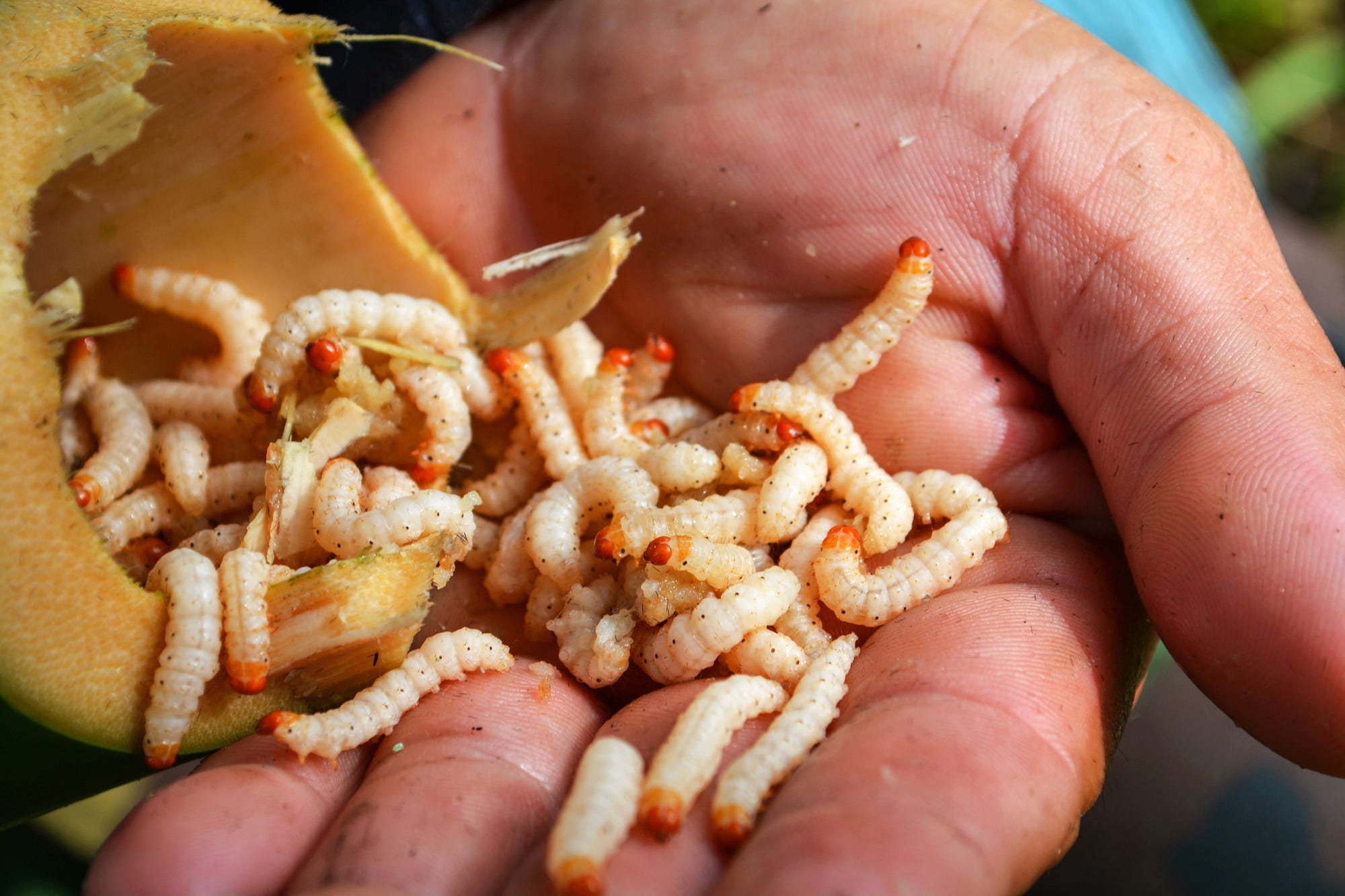 Tyson Foods Partners with Protix to Explore Large-Scale Insect Farming ...