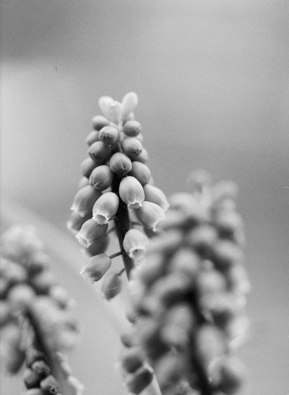 Flowers - by Lina Scheynius - Year of Love