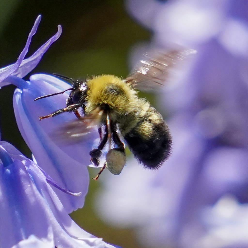 The Humble Two-Spotted Bumblebee - by Jeanine Farley