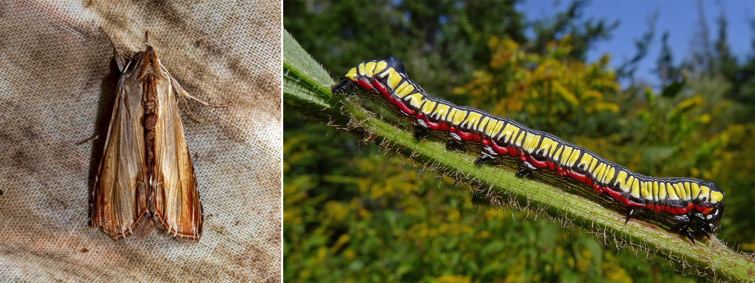 The Moth and the Flame - by Bryan Pfeiffer - Chasing Nature