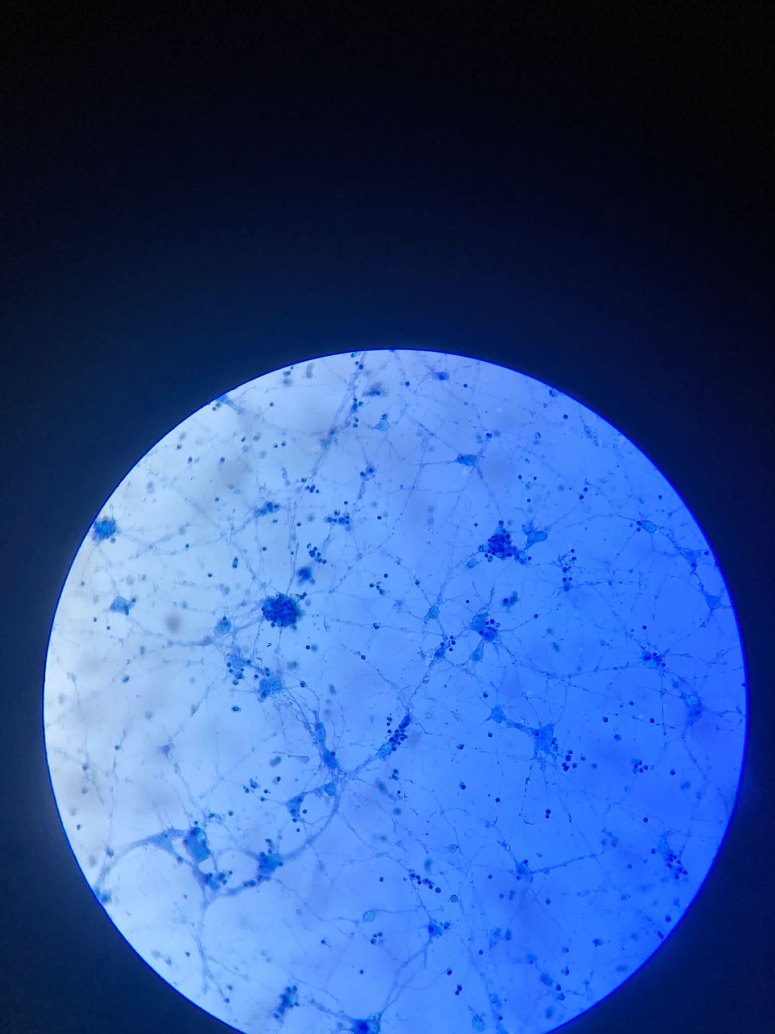 How to Culture Neurons (for beginners)