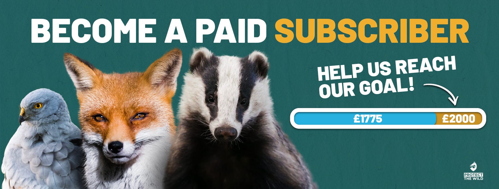 Illegal to cut a hedge in Spring? Yes - and no...