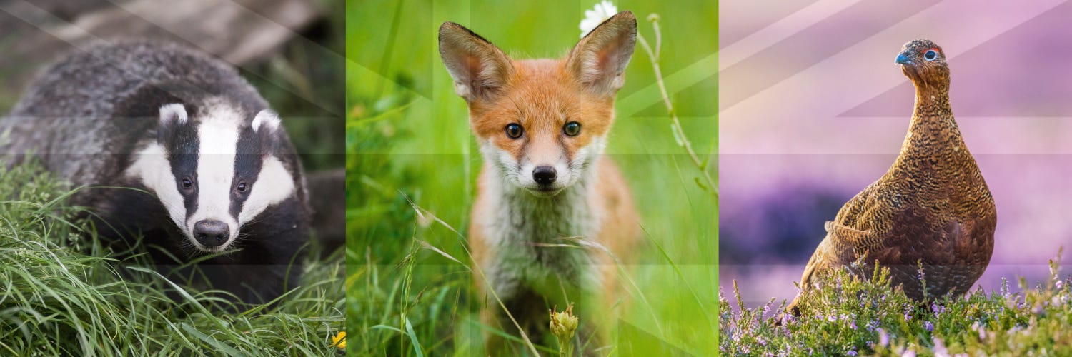 About - Protect the Wild