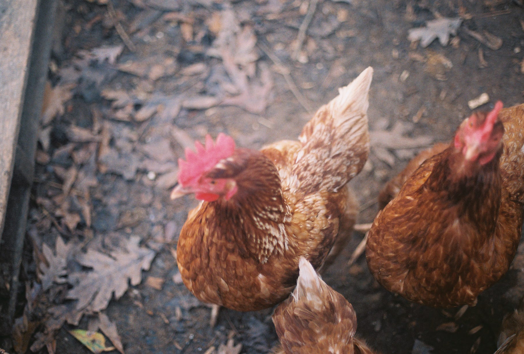 Crying for Birds-Sower - by E. - Salamander Songs