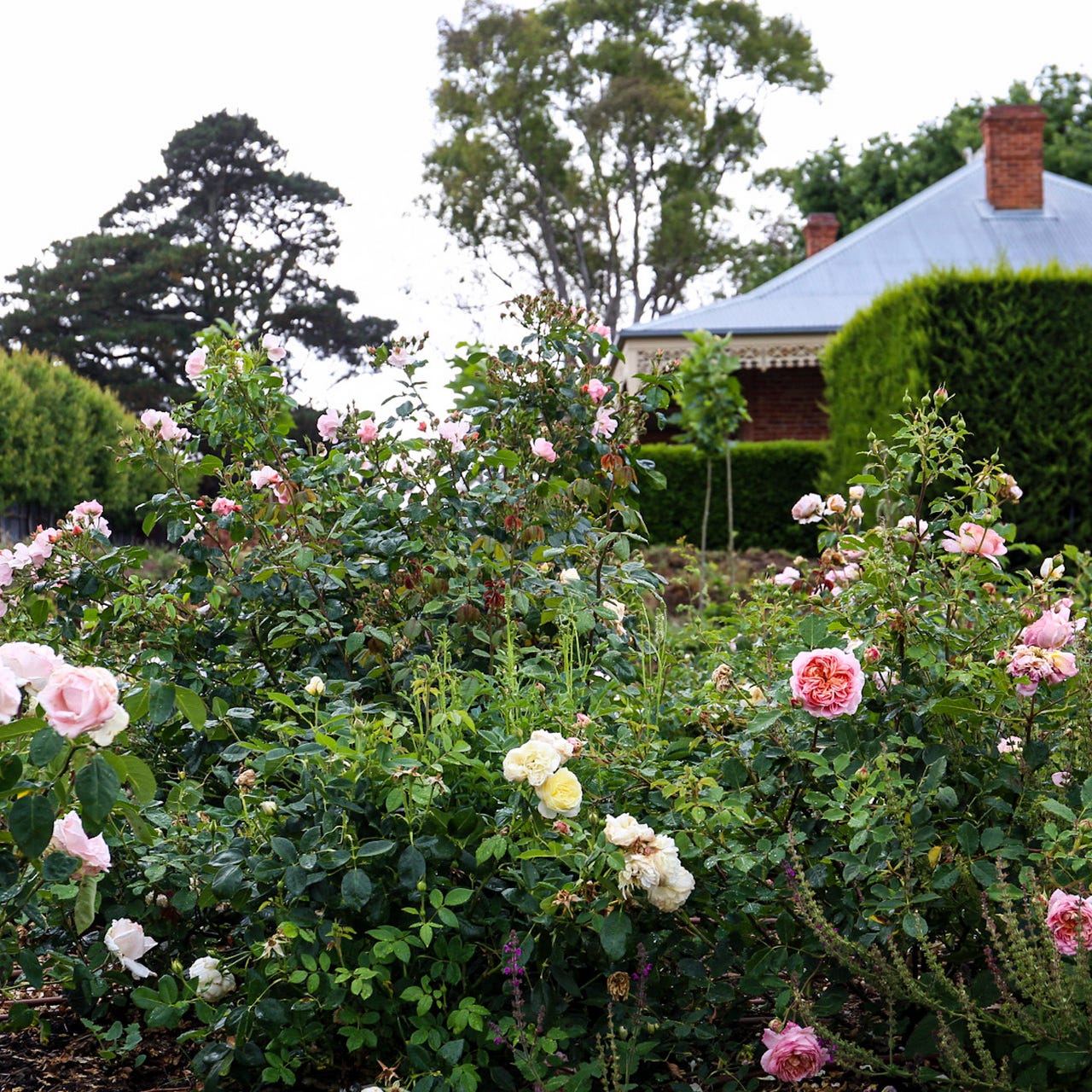 The Garden at Moorfield subscriber chat