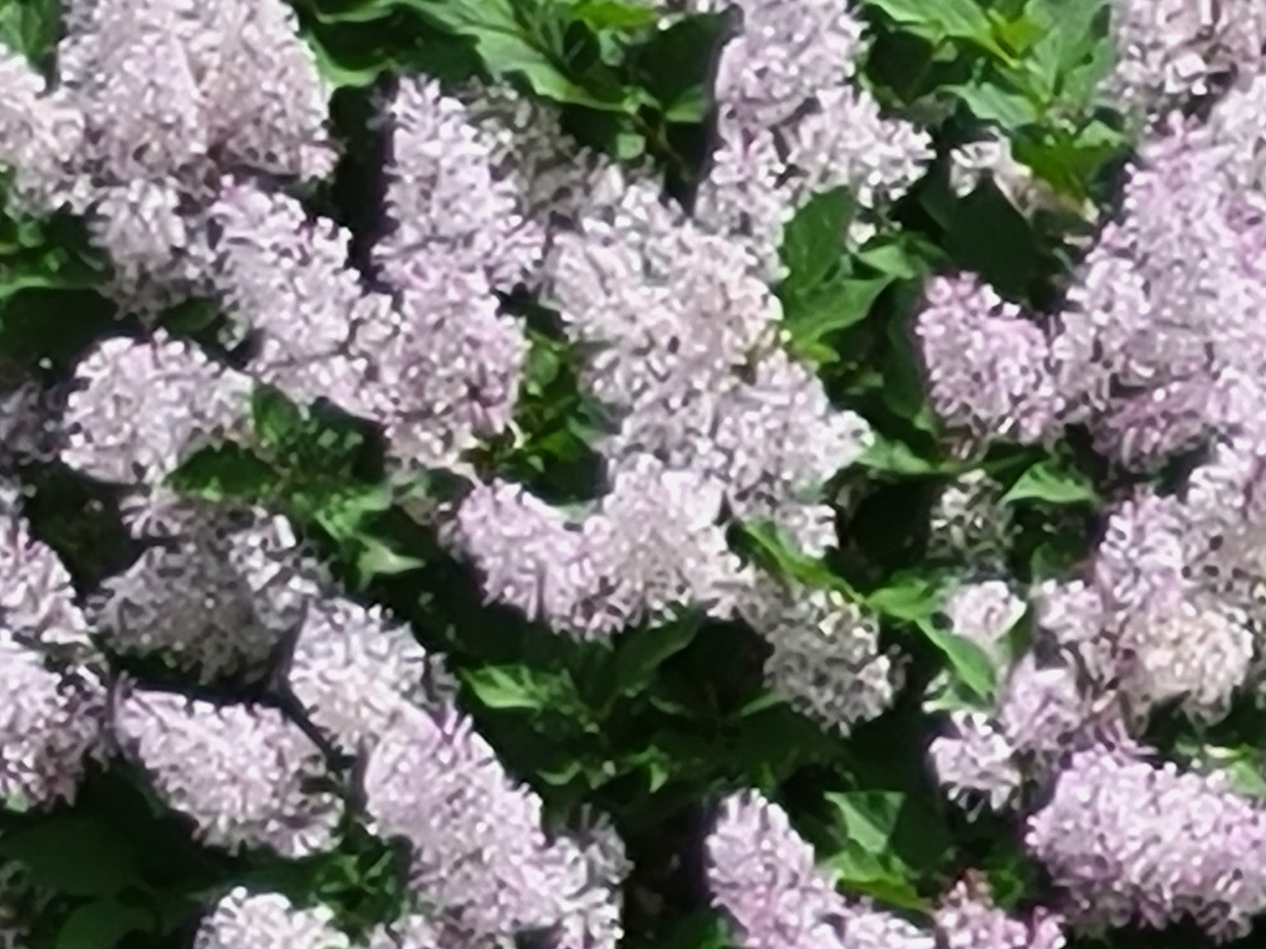 Lilacs - by Amy Abbott - Late Boomer--Born After 1956