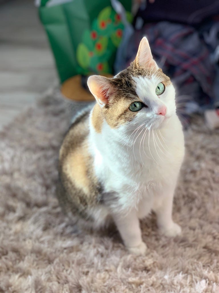 Saying Goodbye - by Elizabeth MeLampy - Being Animal