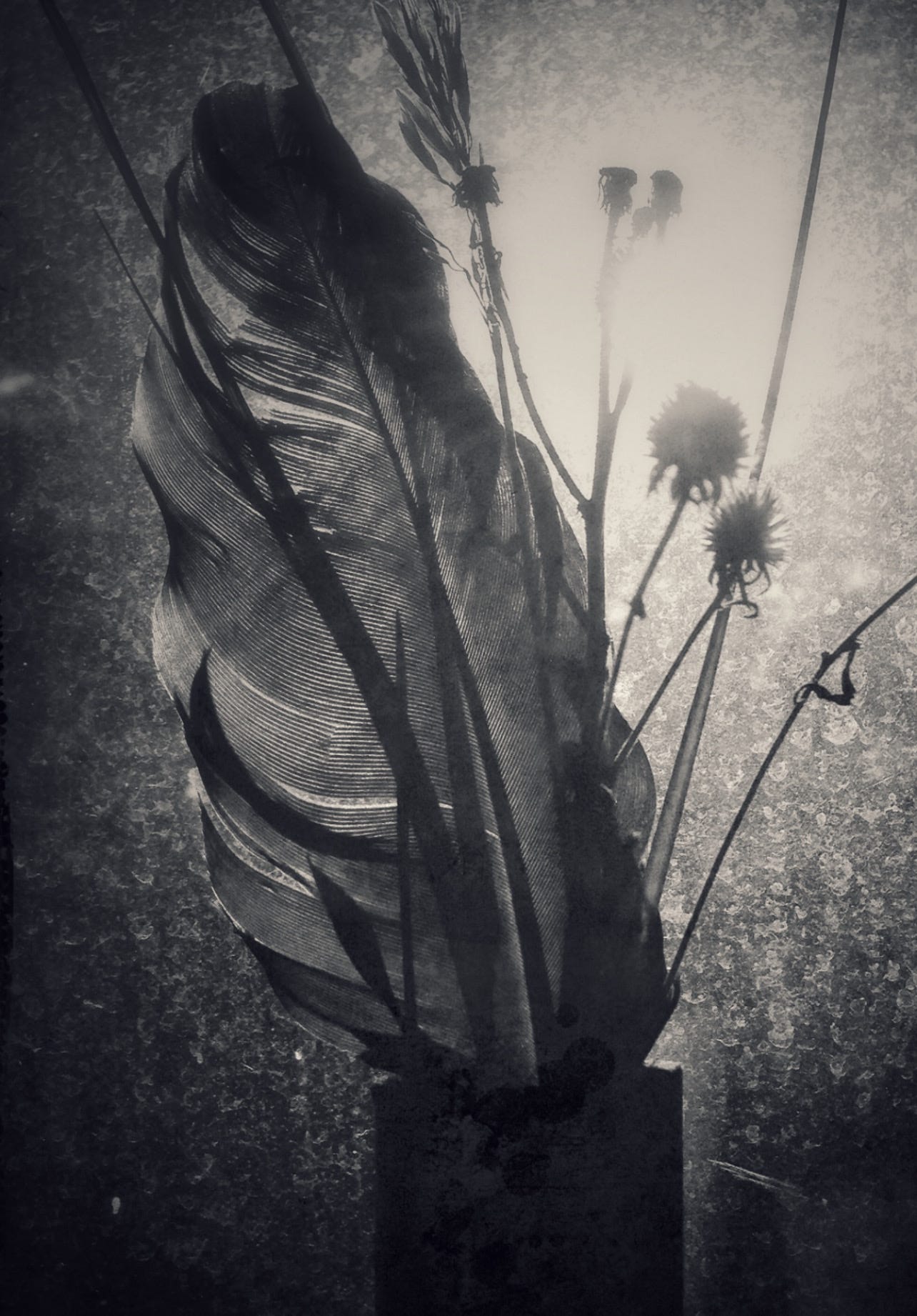 Still life feather - Papadas’s Substack