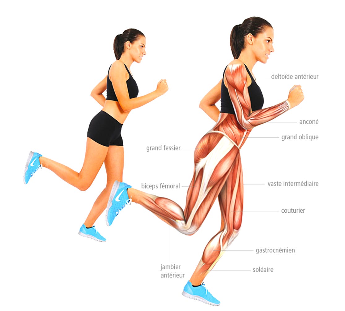 Renforcement musculaire et Course à pied
