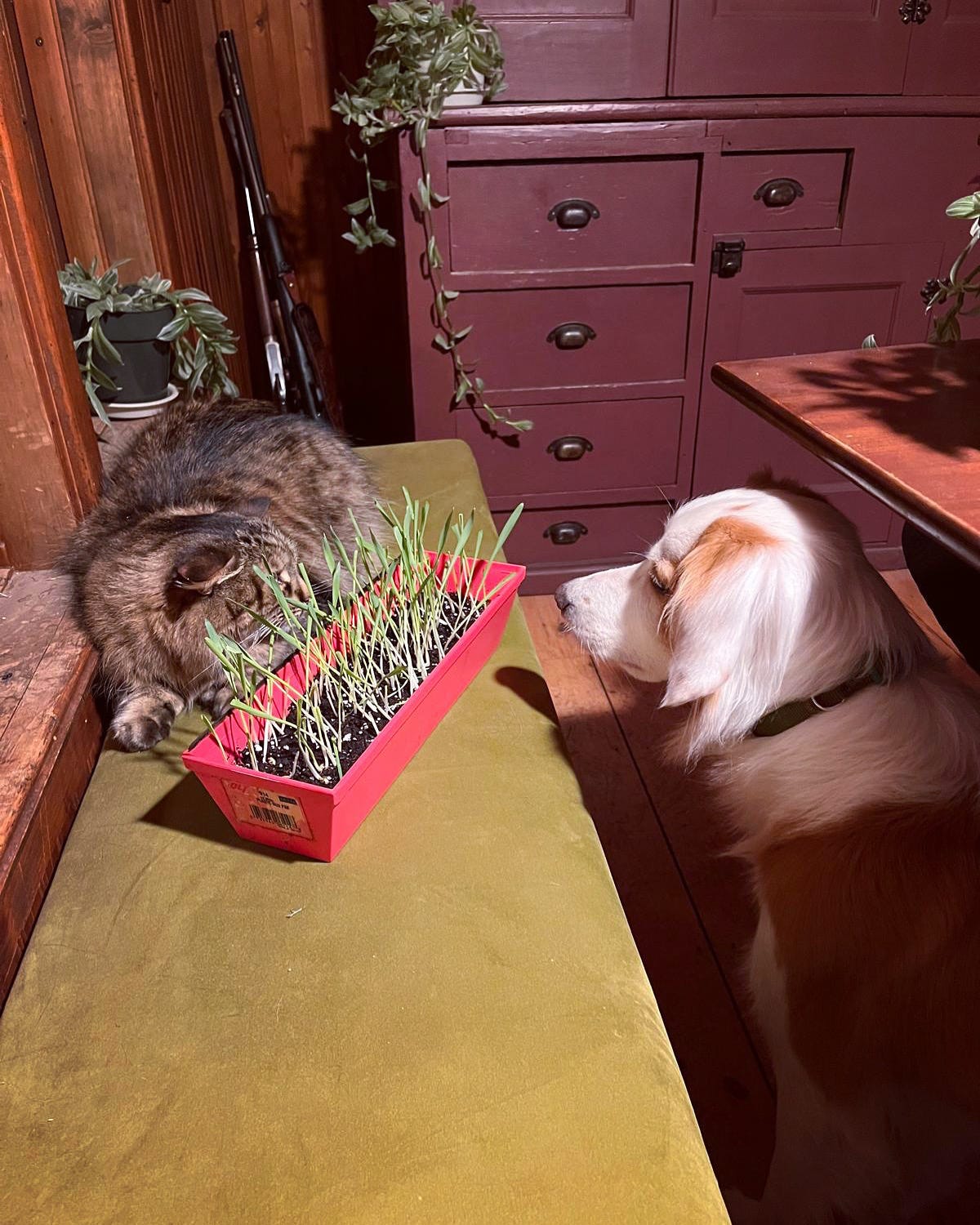 The Saddest Tiki Pig - by Lauren DeRoller