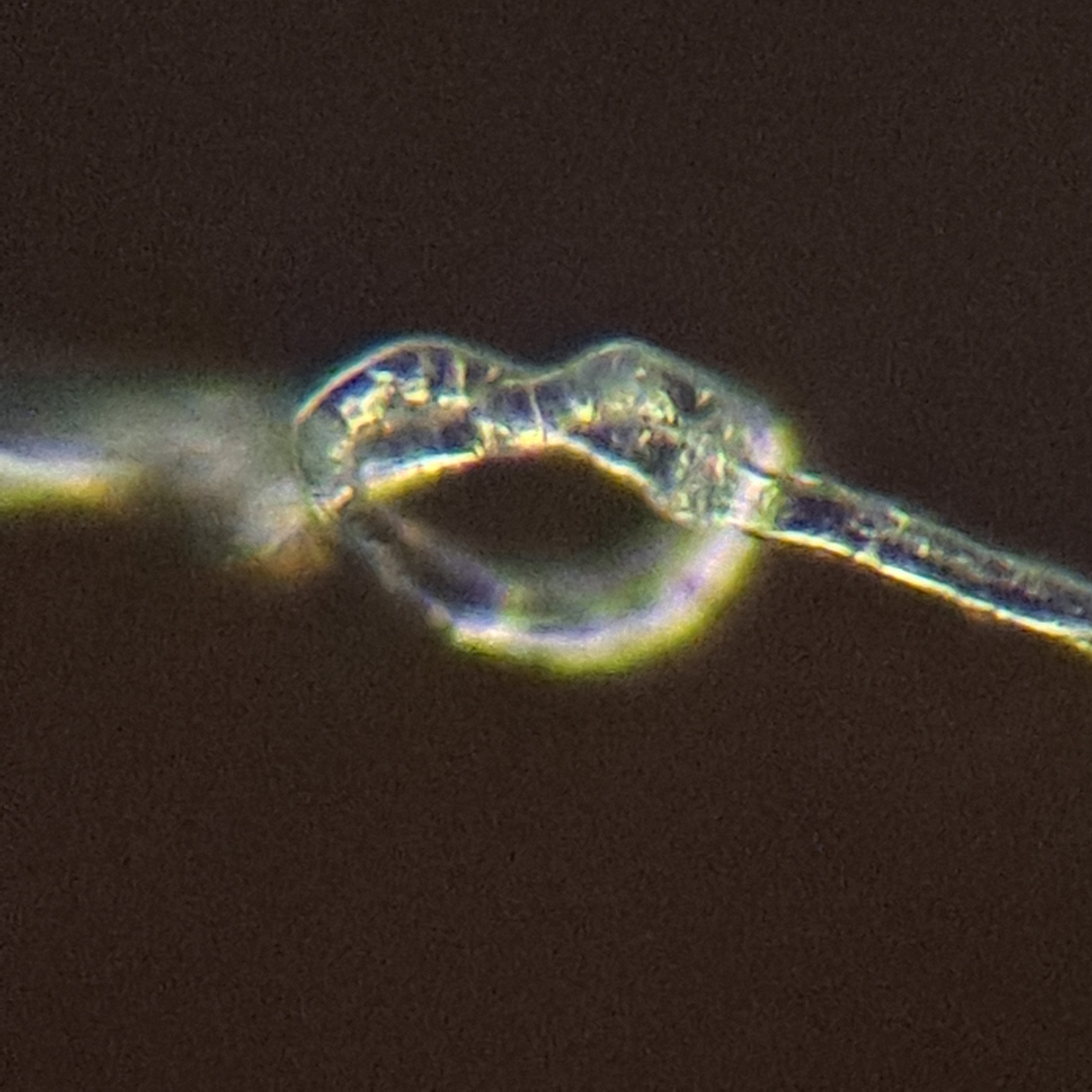 👻 G-G-Ghost Filaments! - Will: Micronaut