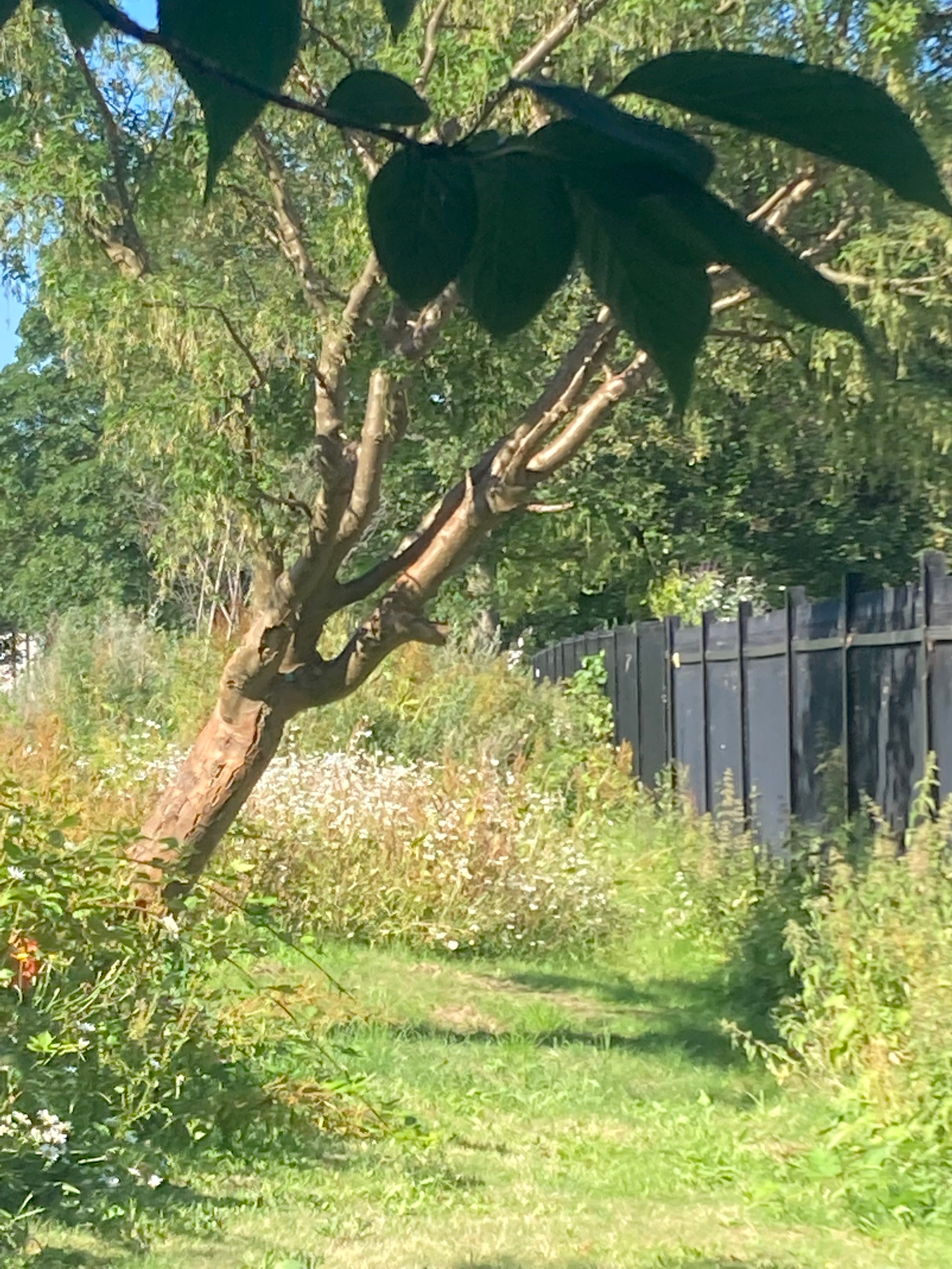 Lovecraftian entity spotted in Norris Green Park!